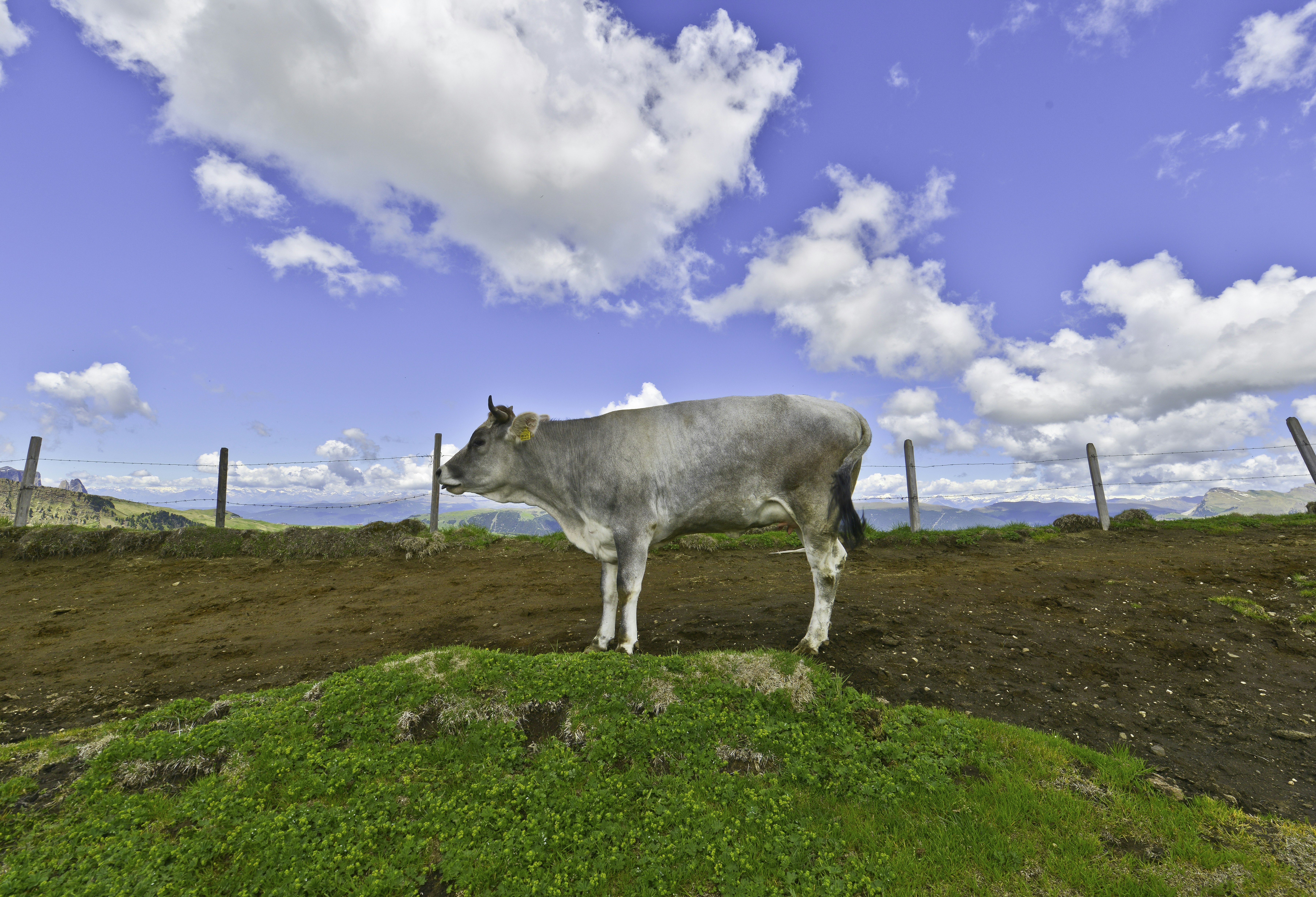 Lone Grazer on a Velvet Knoll Beneath a Spirited Sky