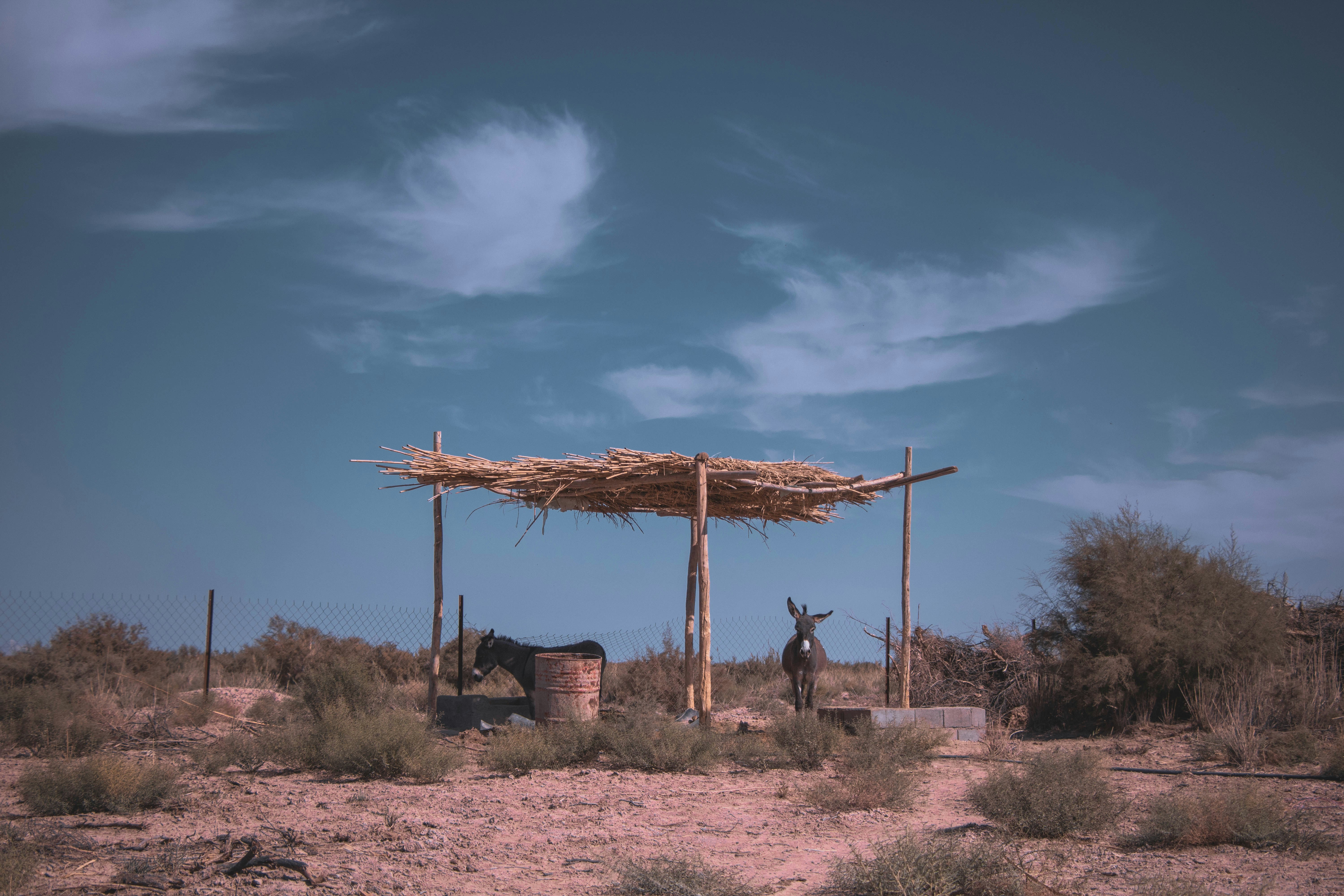 Desert Shelter: Donkeys under a Simple Thatched Canopy