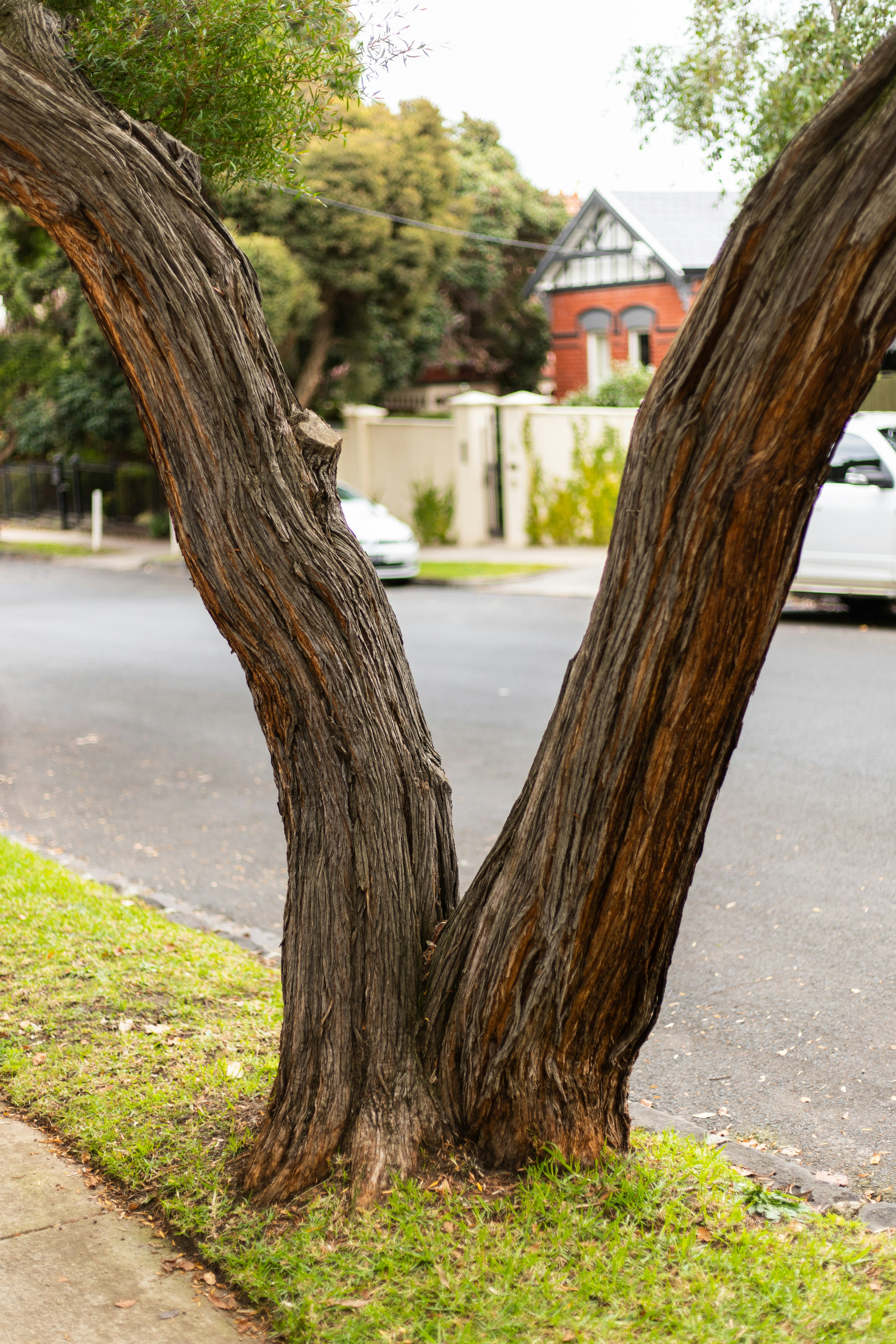 brown tree trunk near white and red house during daytime