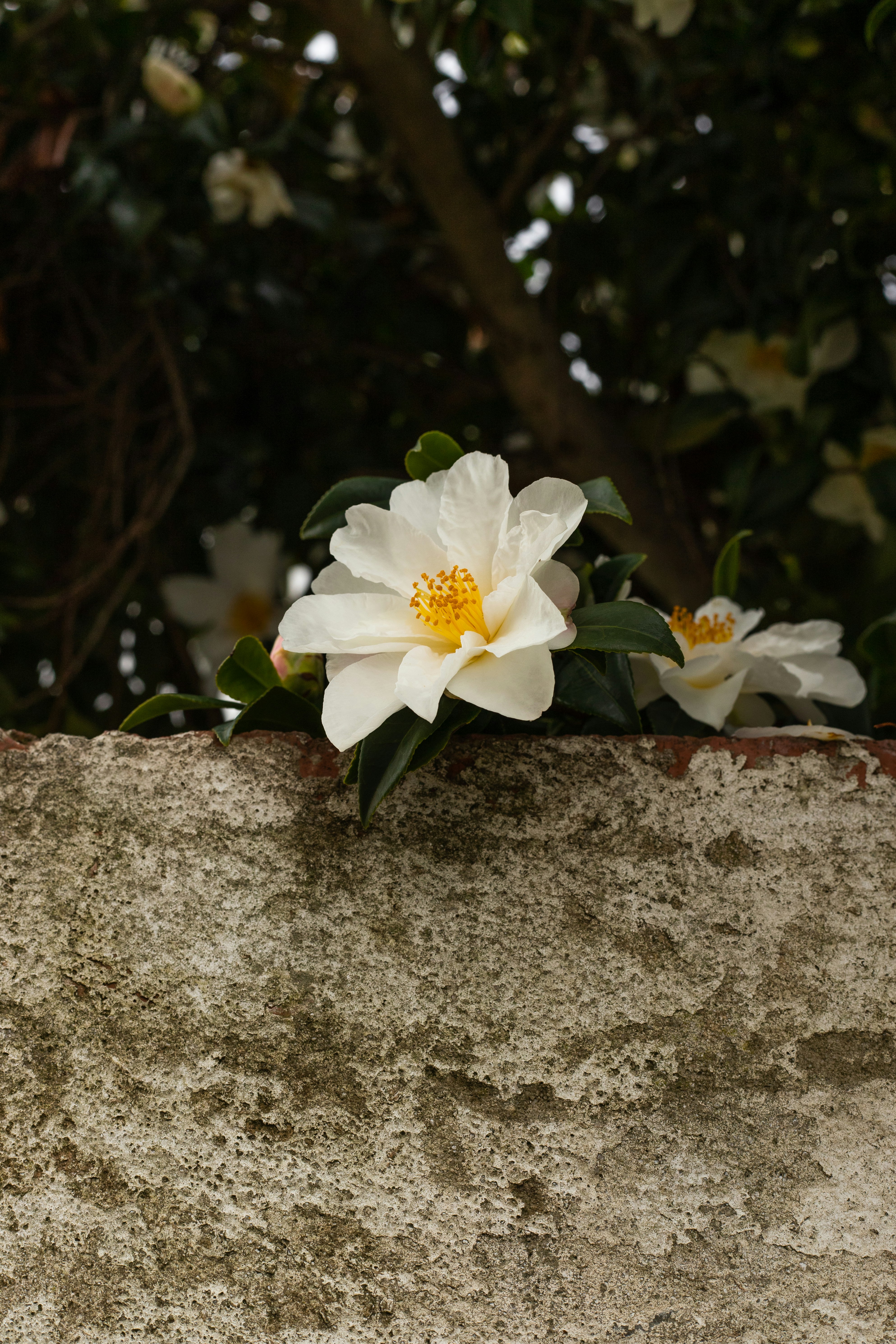 White Camellia Rising Over Weathered Concrete