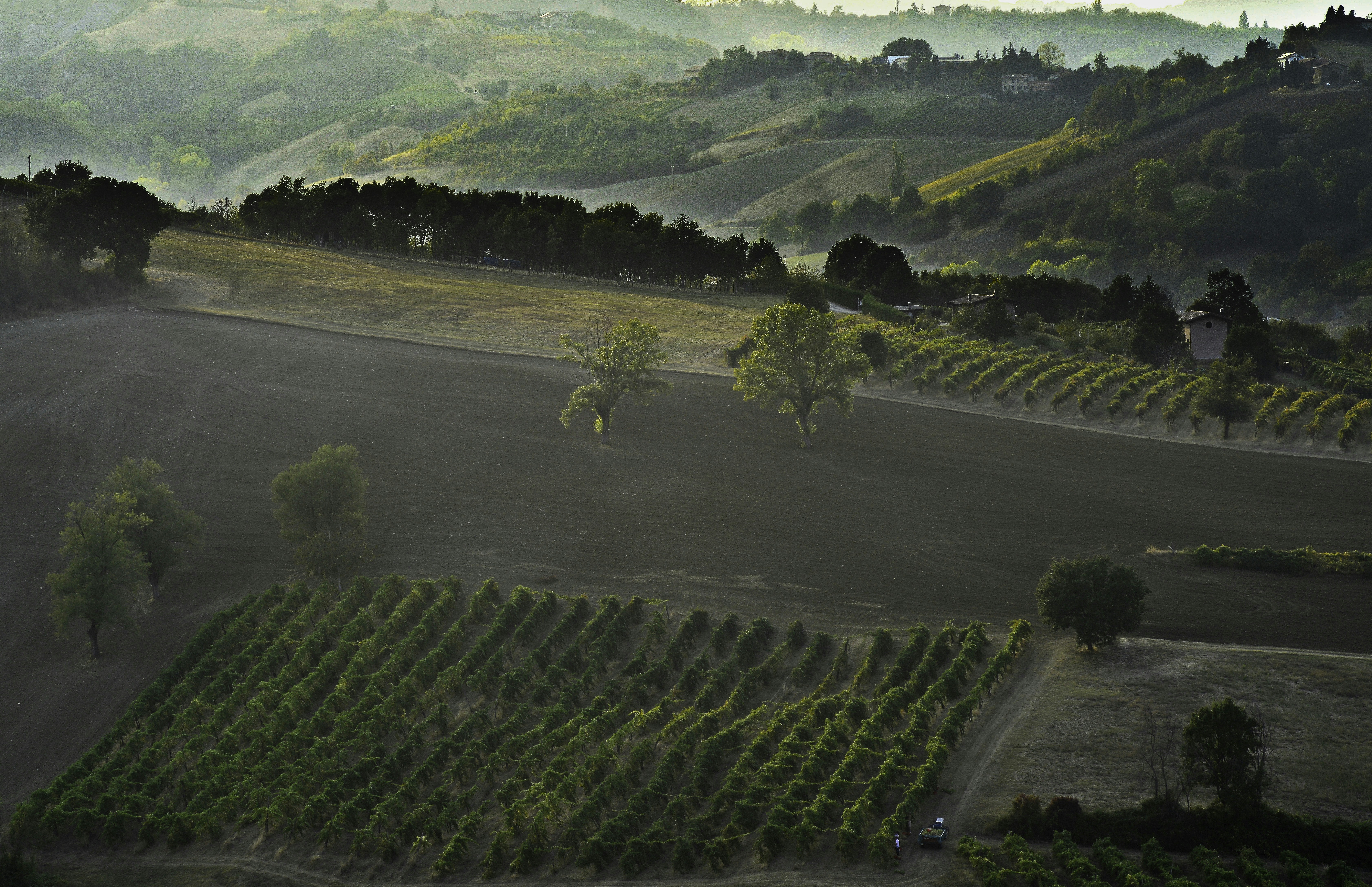 Sunlight filters through mist over a vineyard and rolling hills.