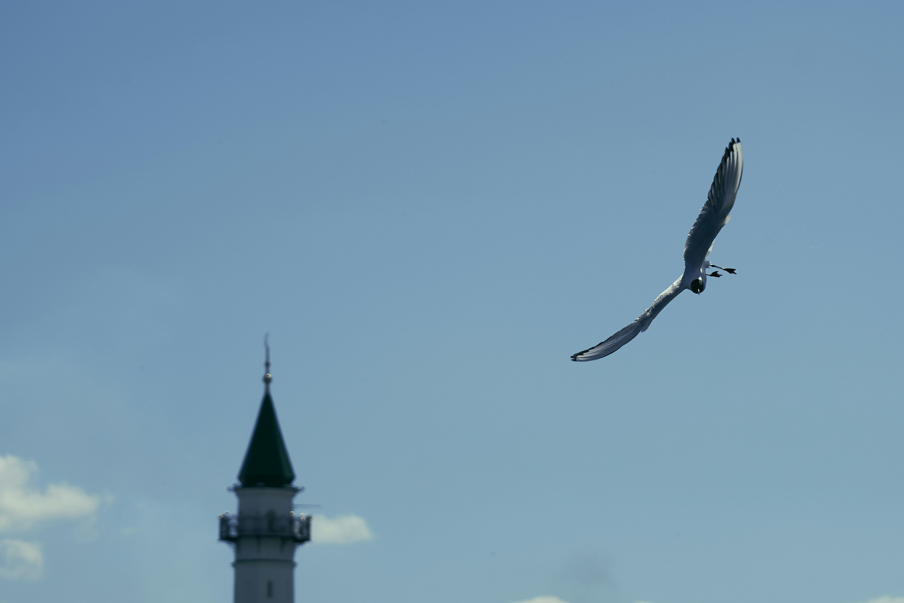 Seabird Soaring Over a Lighthouse Wake