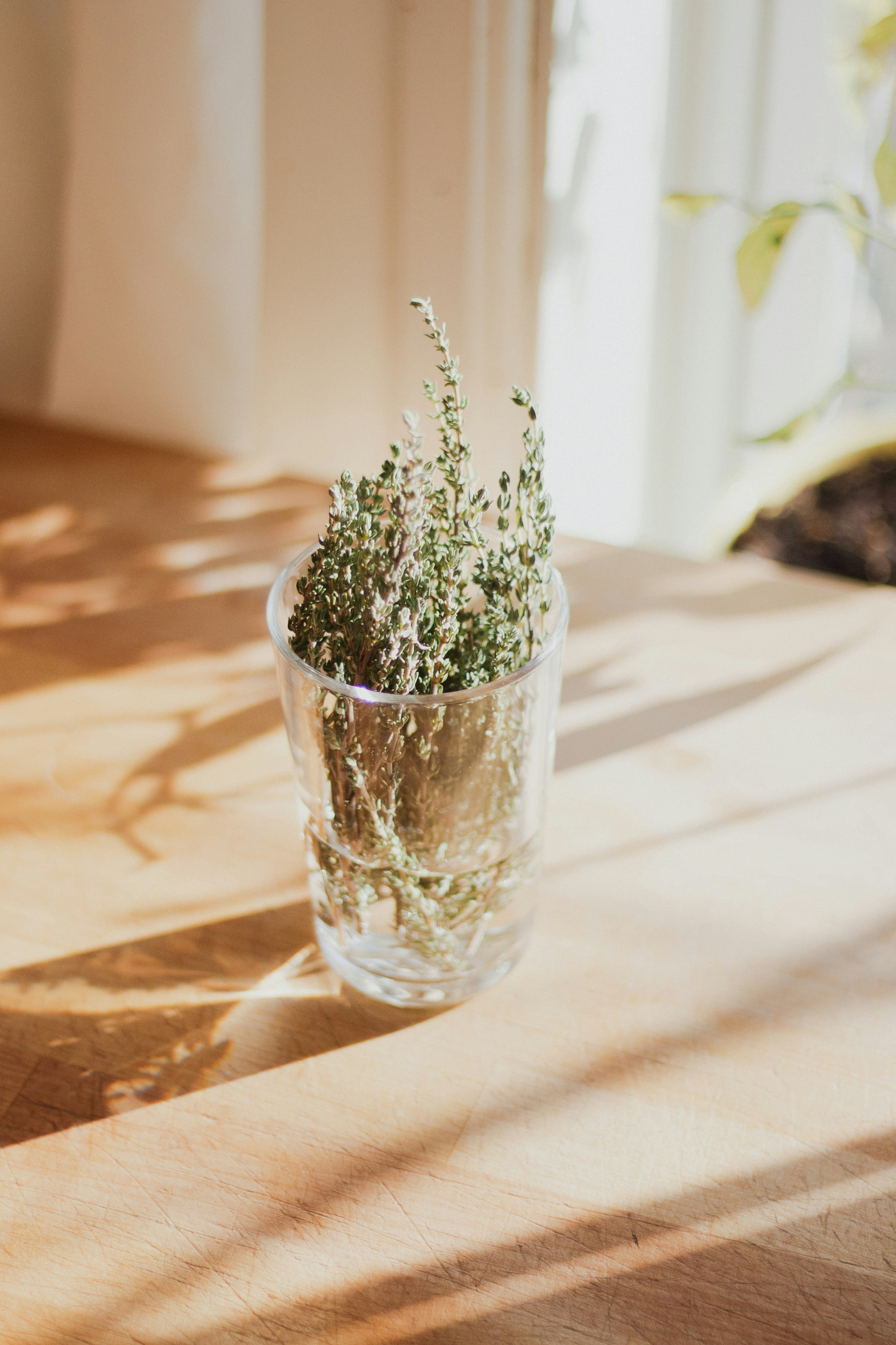 Fresh thyme sprigs arranged in a clear glass on a wooden surface, illuminated by natural light. Shadows dance around the glass, creating a serene atmosphere.