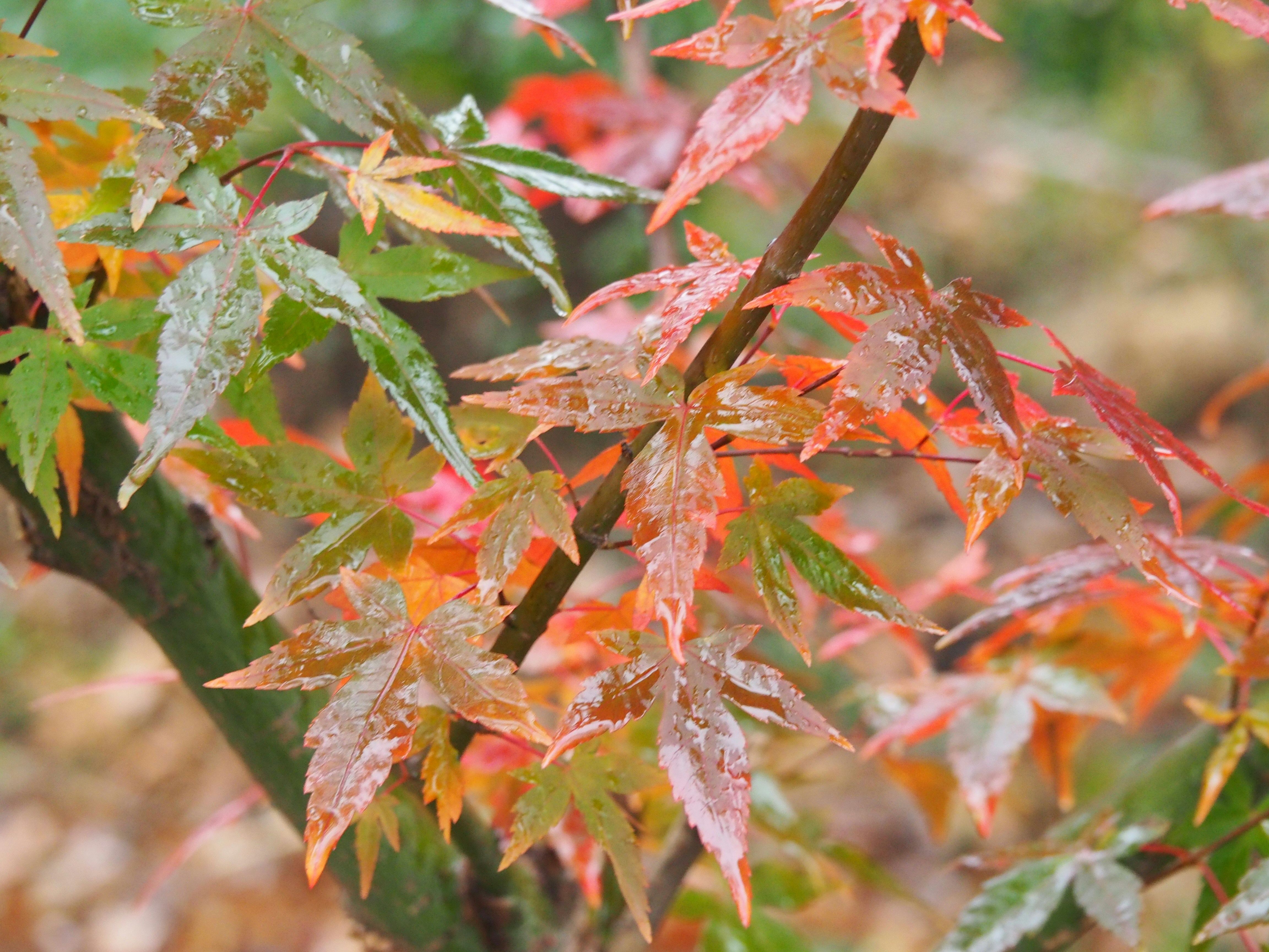 Colorful maple leaves glistening with raindrops on a branch.