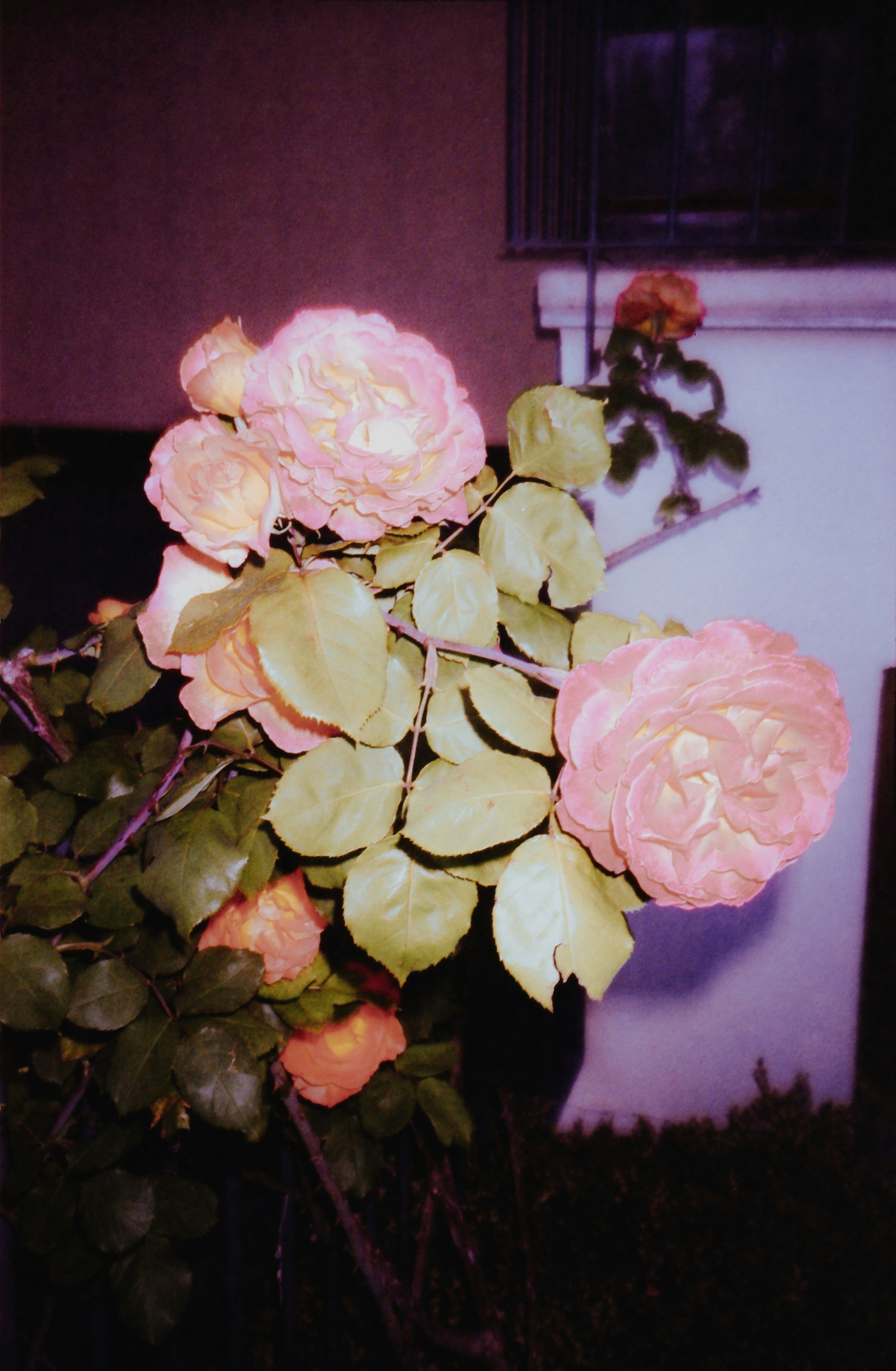 Pink Roses Photography Tumblr