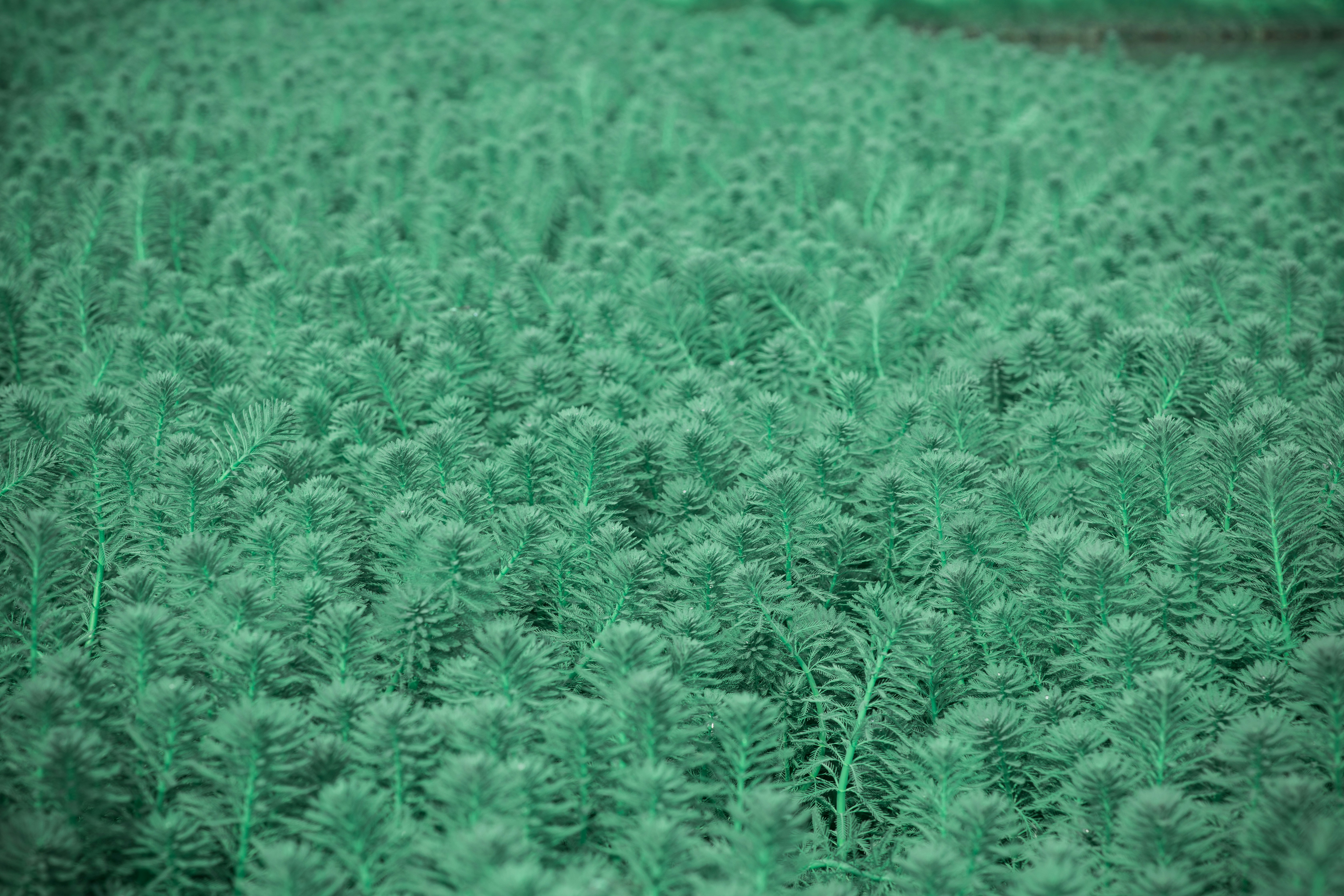 Teal Fern Sea: A Quiet Field of Fronds