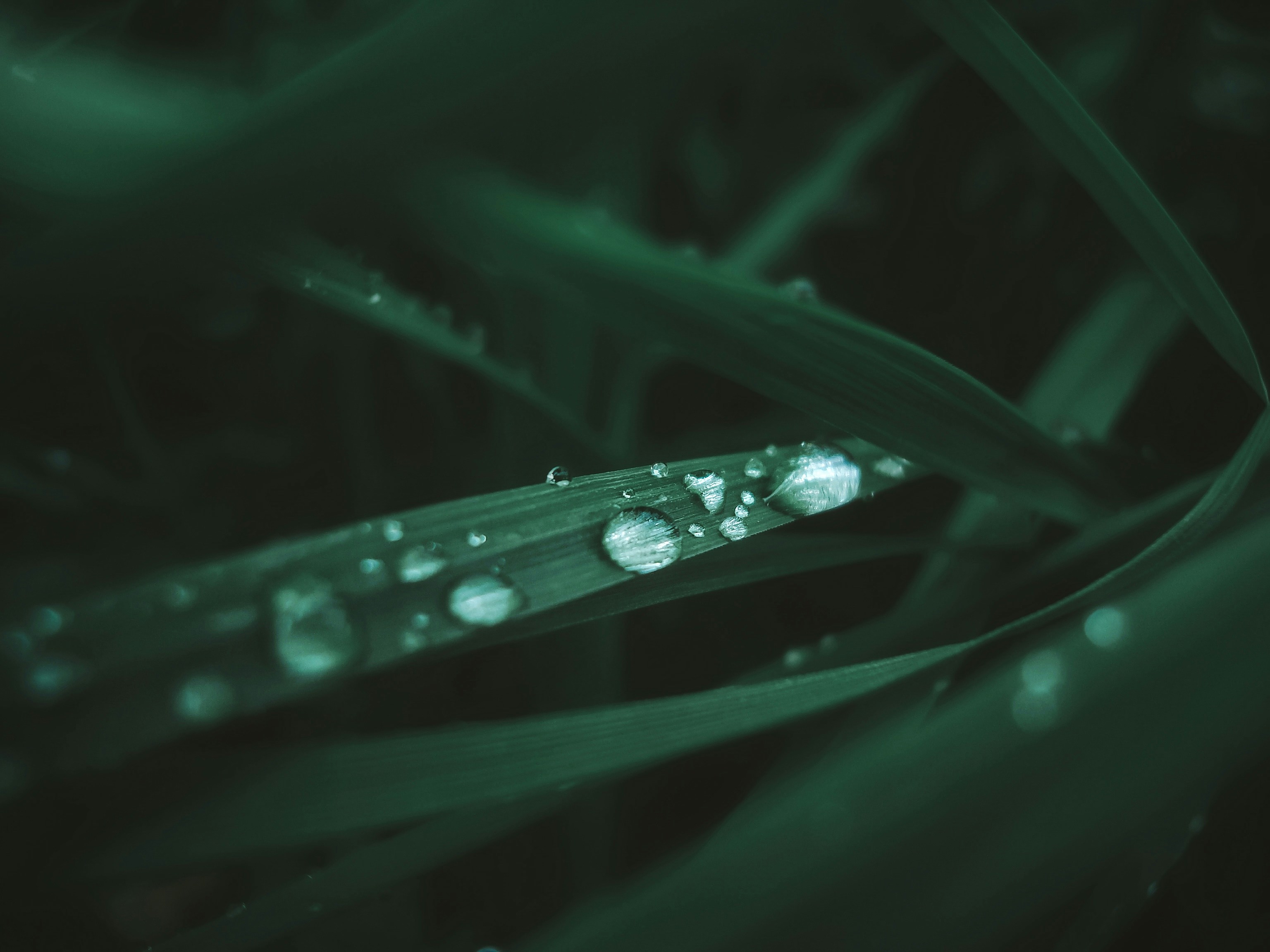 Close-up photograph of a grass blade with dew droplets, bathed in emerald-green tones.
