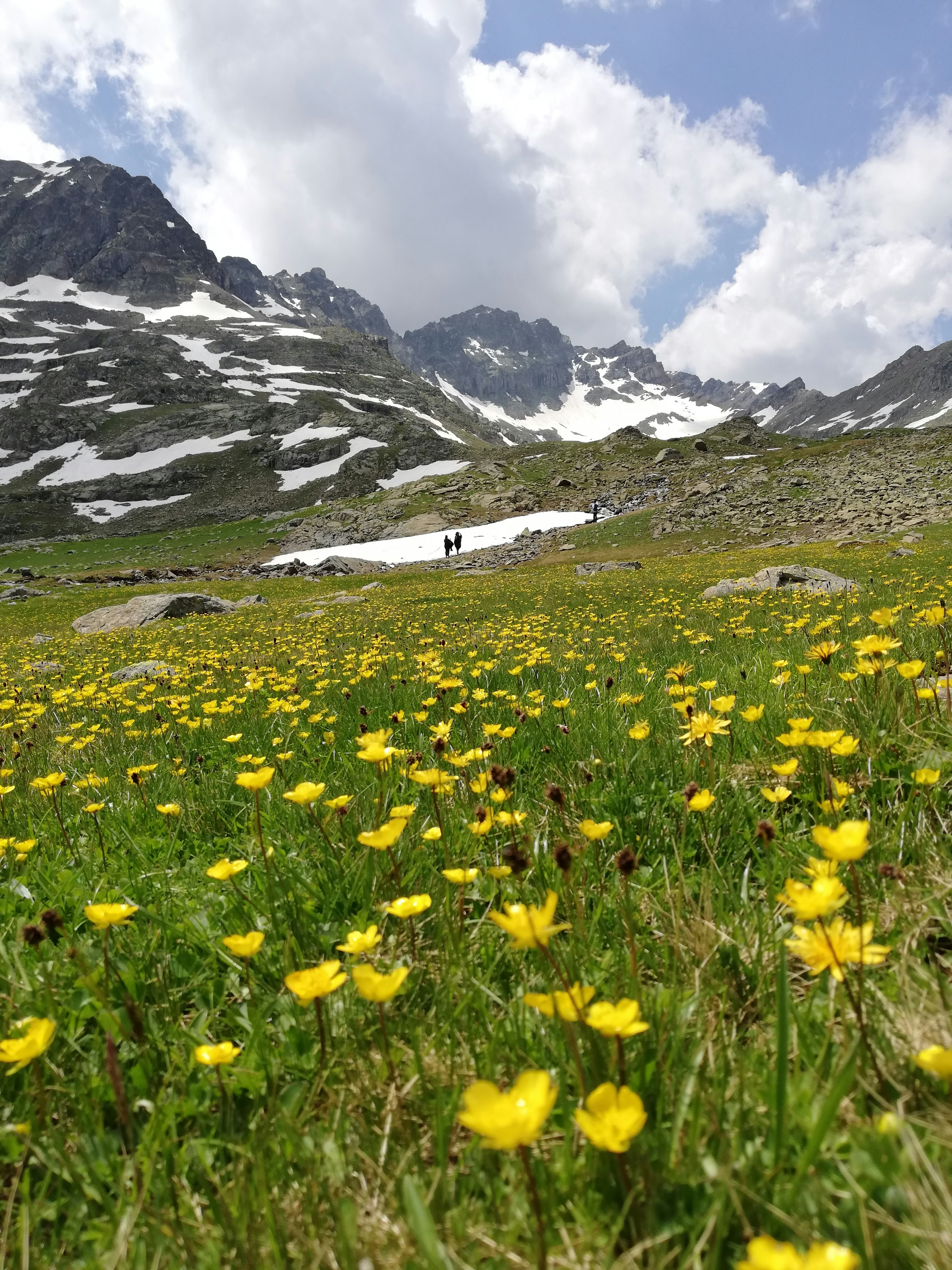 Snow Flower Field