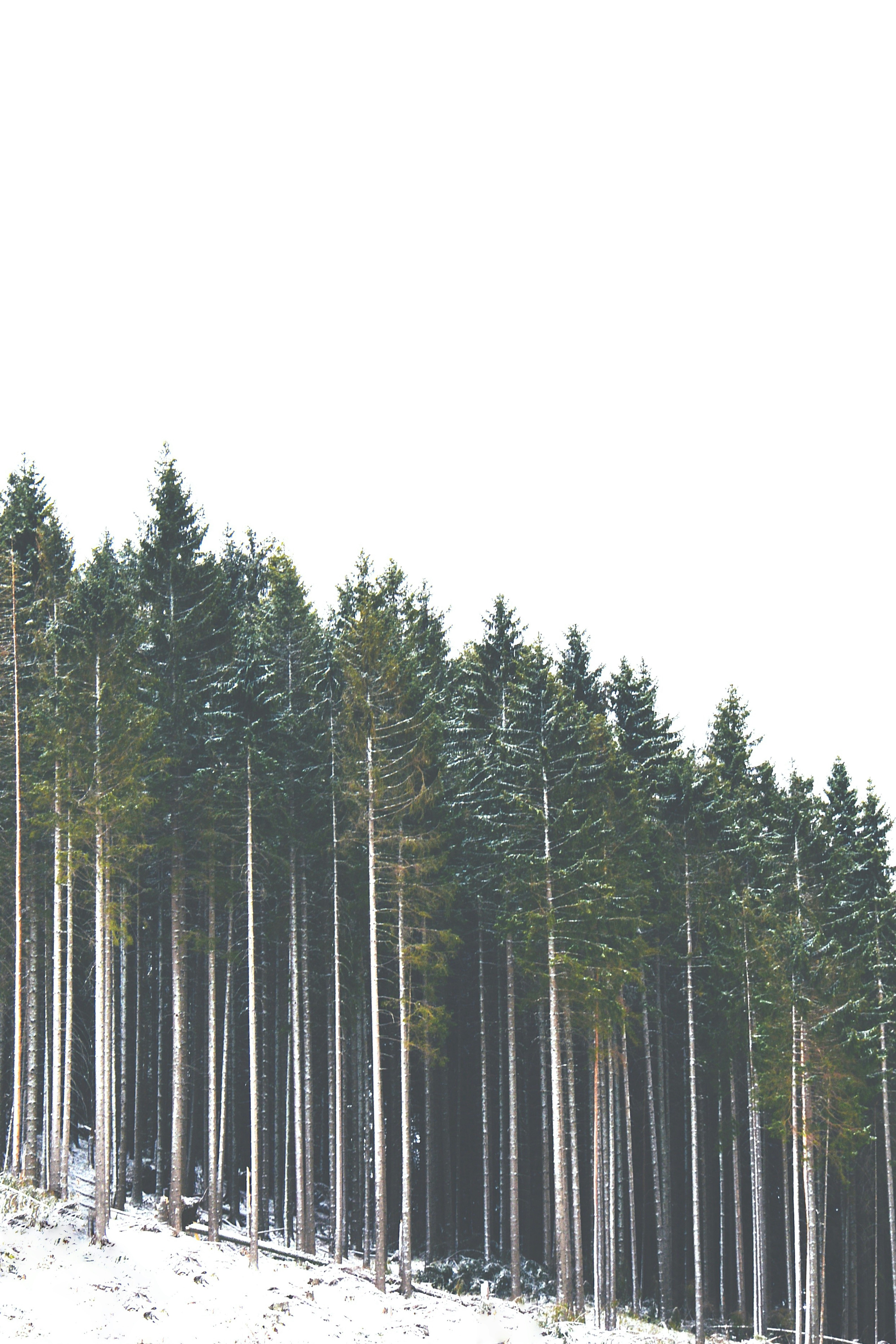 A row of pine trees in the snow photo – Free Vysoké tatry Image on Unsplash