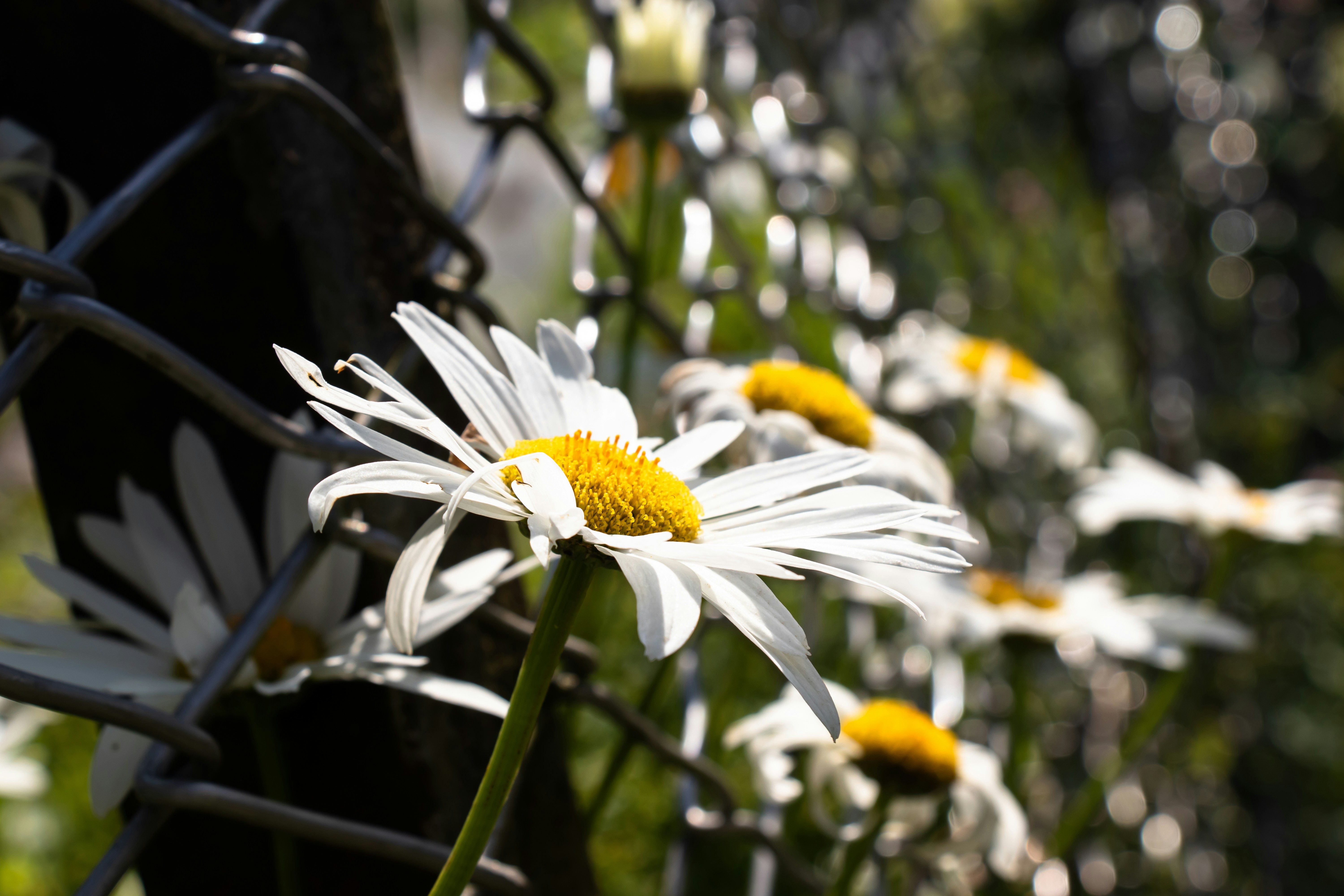 Daisy Chain Behind a Woven Barrier