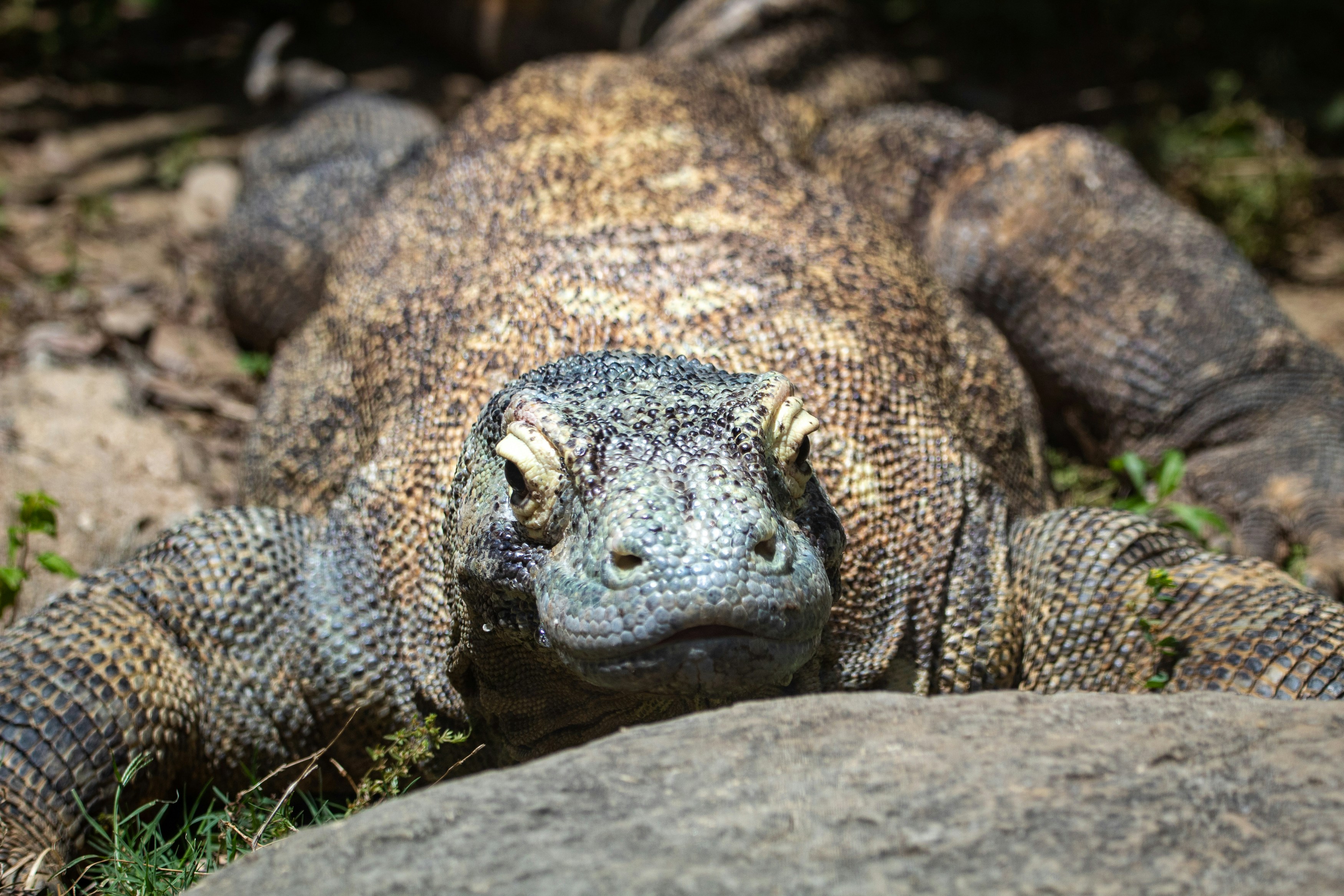 Komodo Dragon Pictures | Download Free Images on Unsplash
