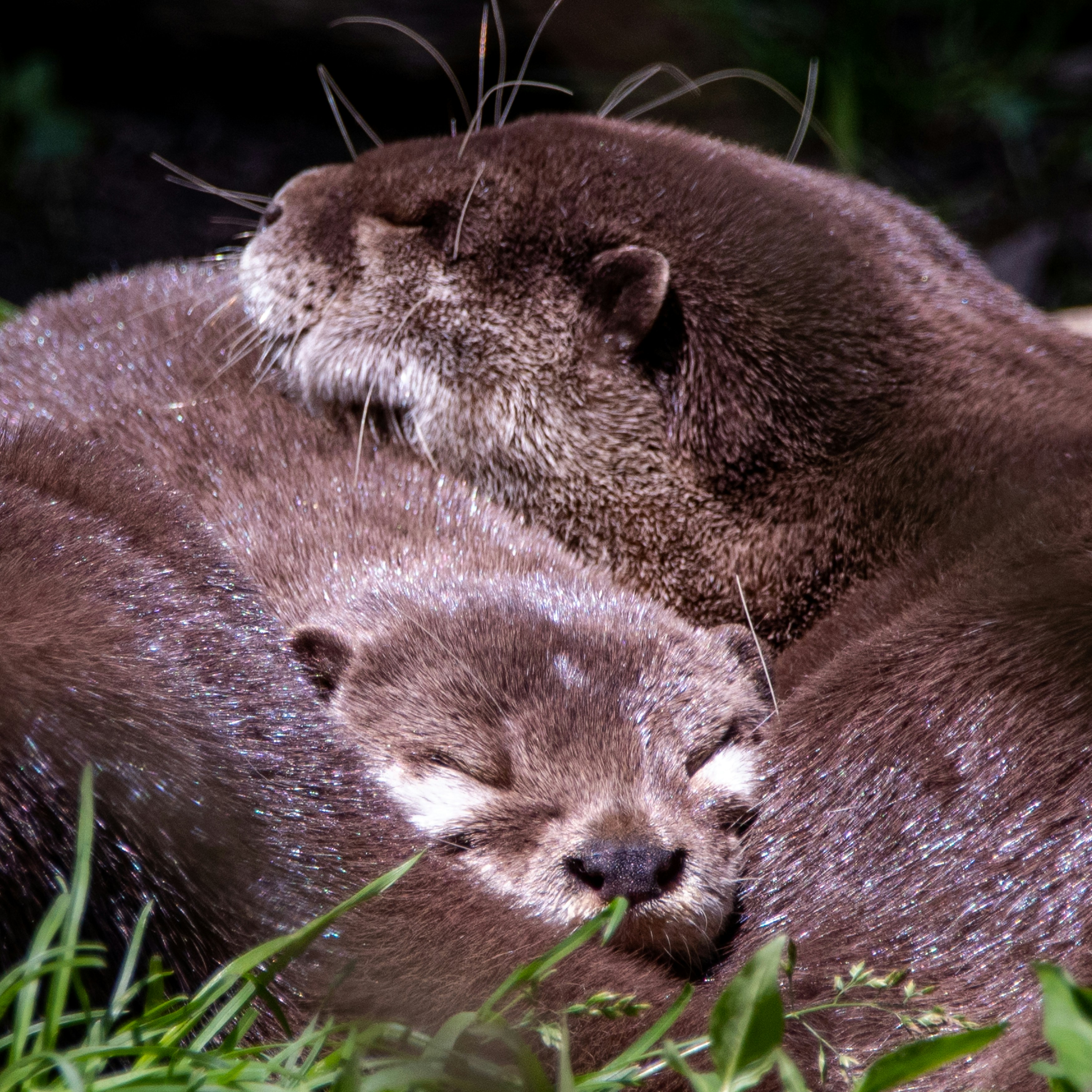 River Otters Sleeping