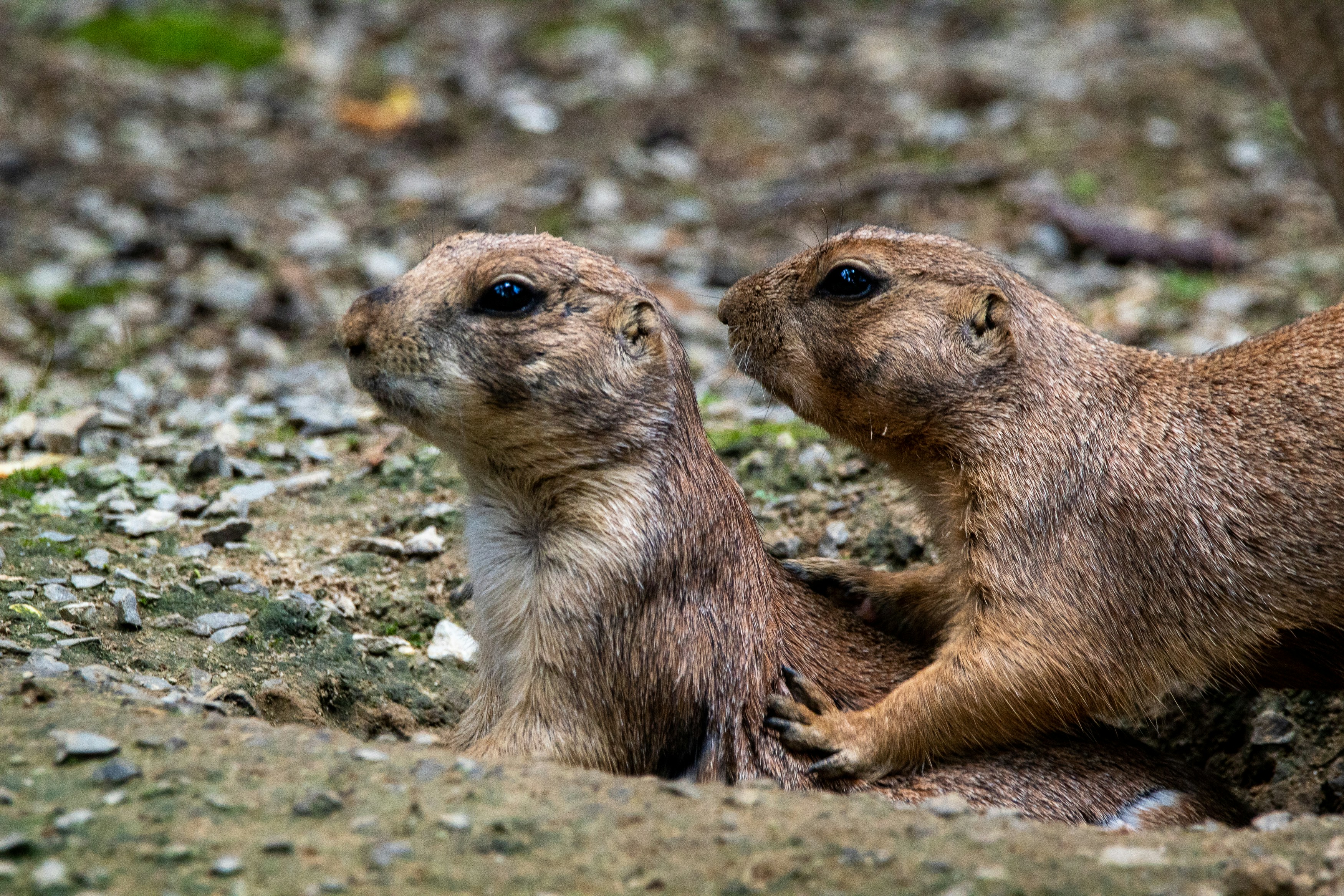 Two prairie dogs engage in a moment of closeness, showcasing their social behavior in a natural setting. The earthy tones of their fur blend harmoniously with the surrounding environment.