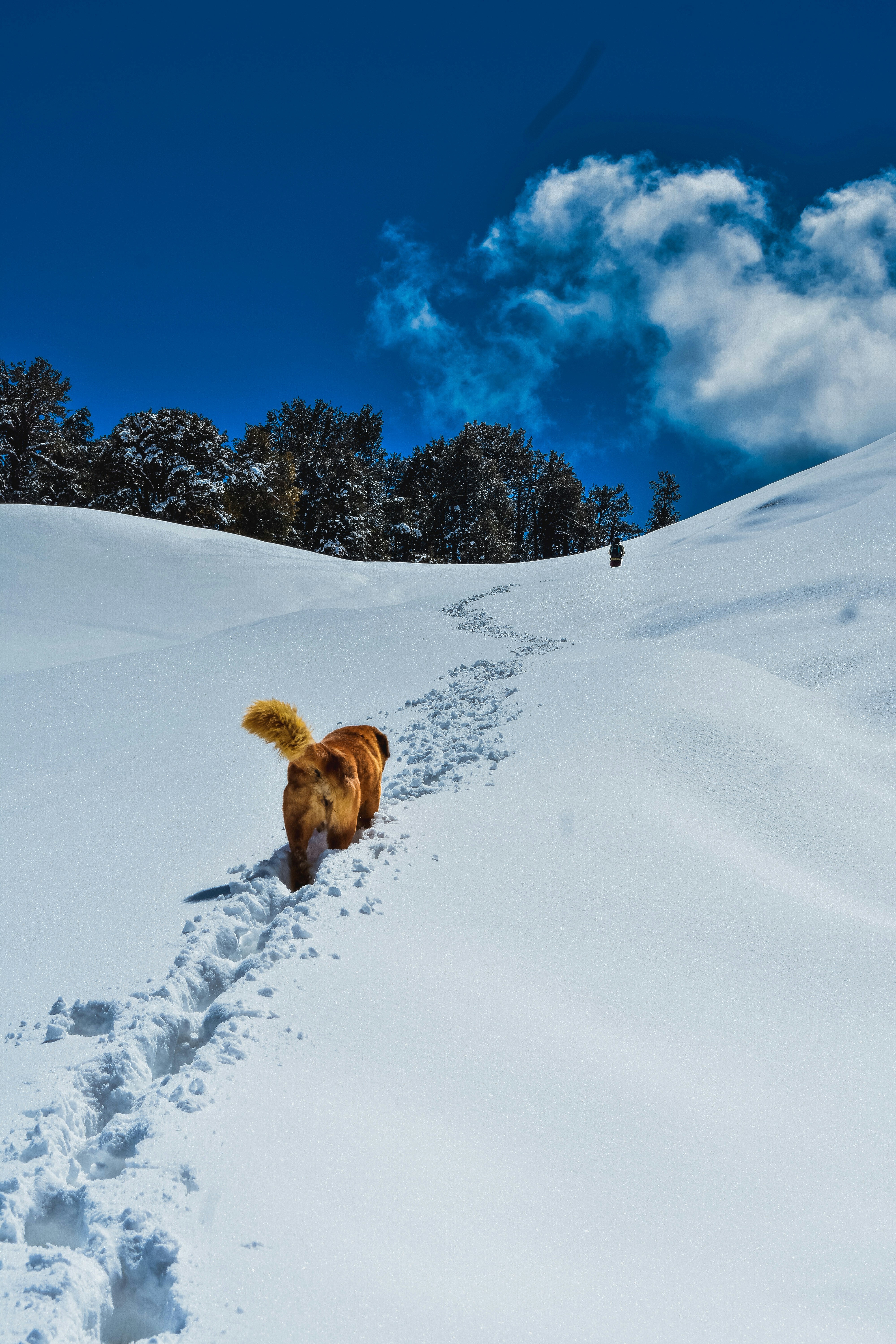 Trail of White: A Golden Retriever Leads Through Fresh Snow Under a Clear Blue Sky