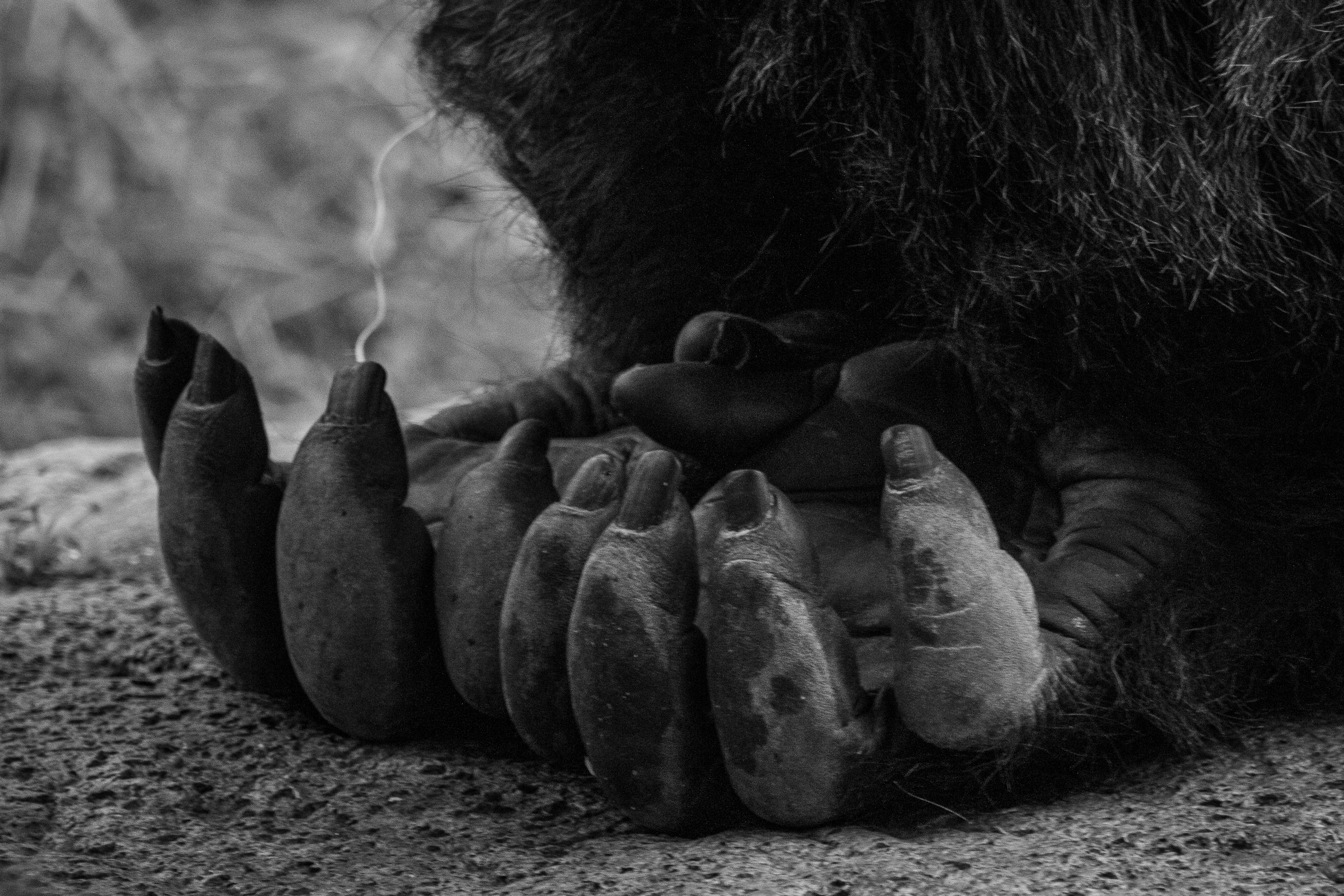 Monochrome Clawscape: Close-up of a resting paw with textured nails