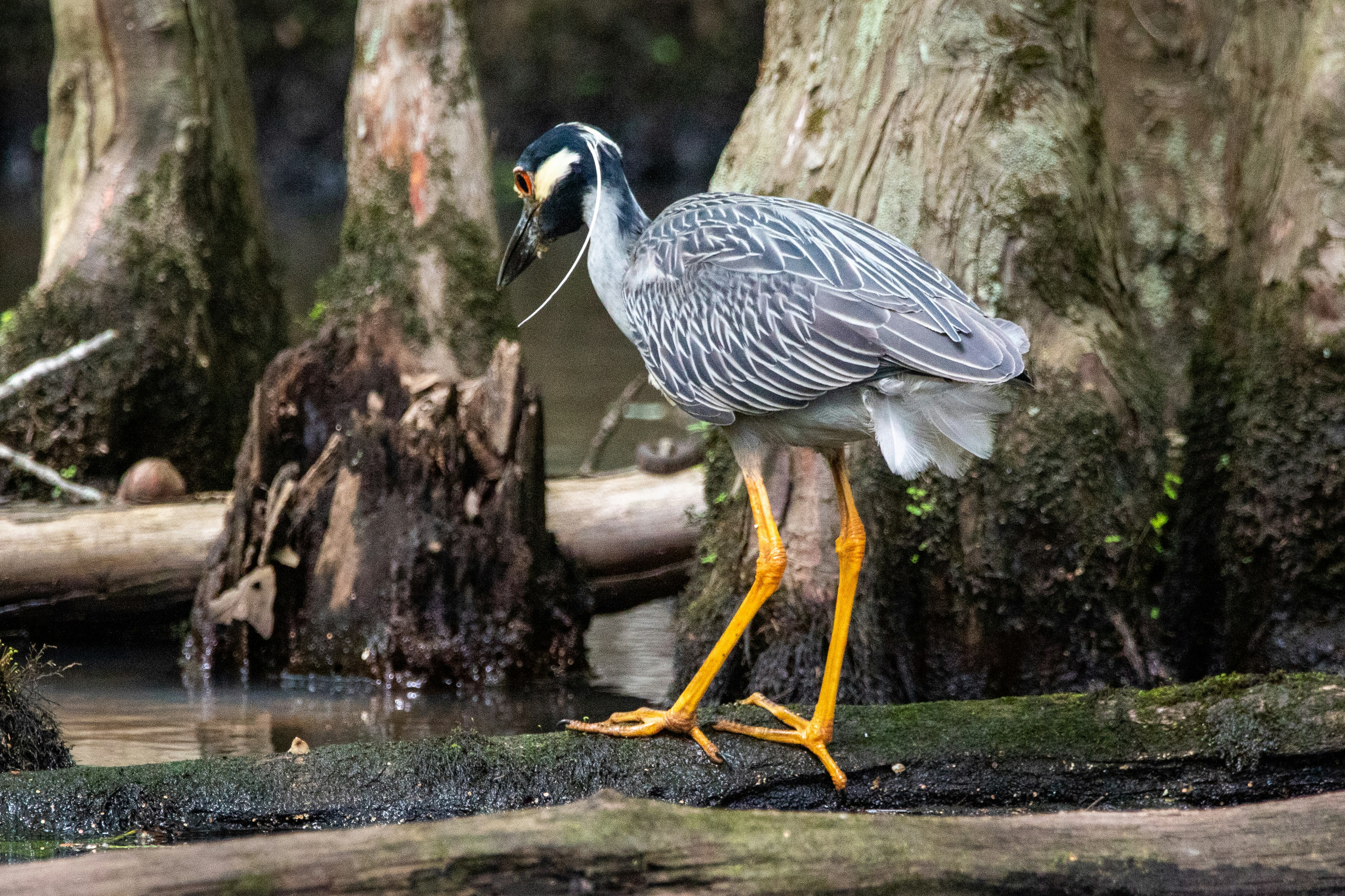 Heron with striking yellow legs walking along a mossy log surrounded by cypress trees.