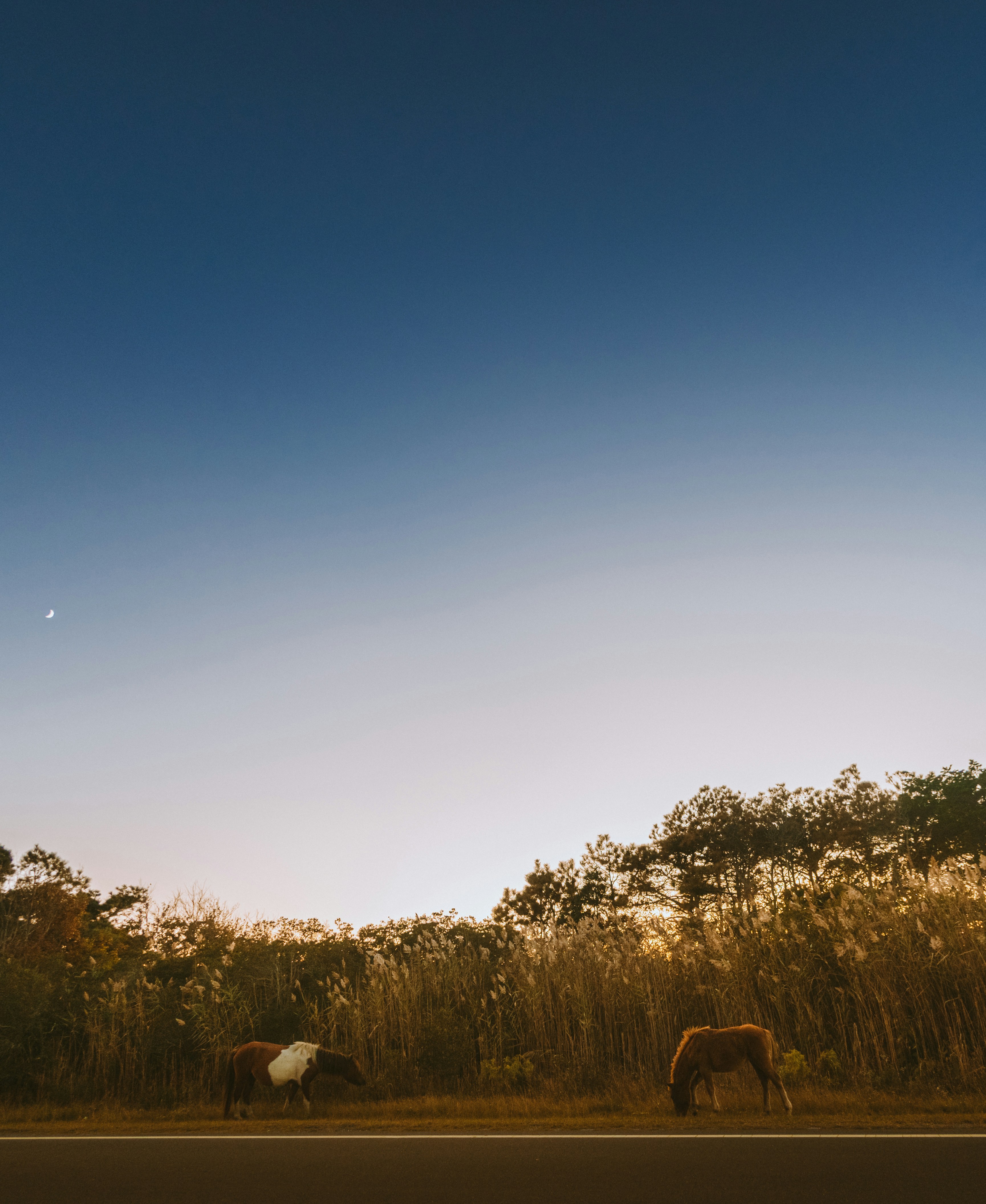 Two horses grazing peacefully along a quiet road under a fading twilight sky, framed by lush greenery and a crescent moon above.