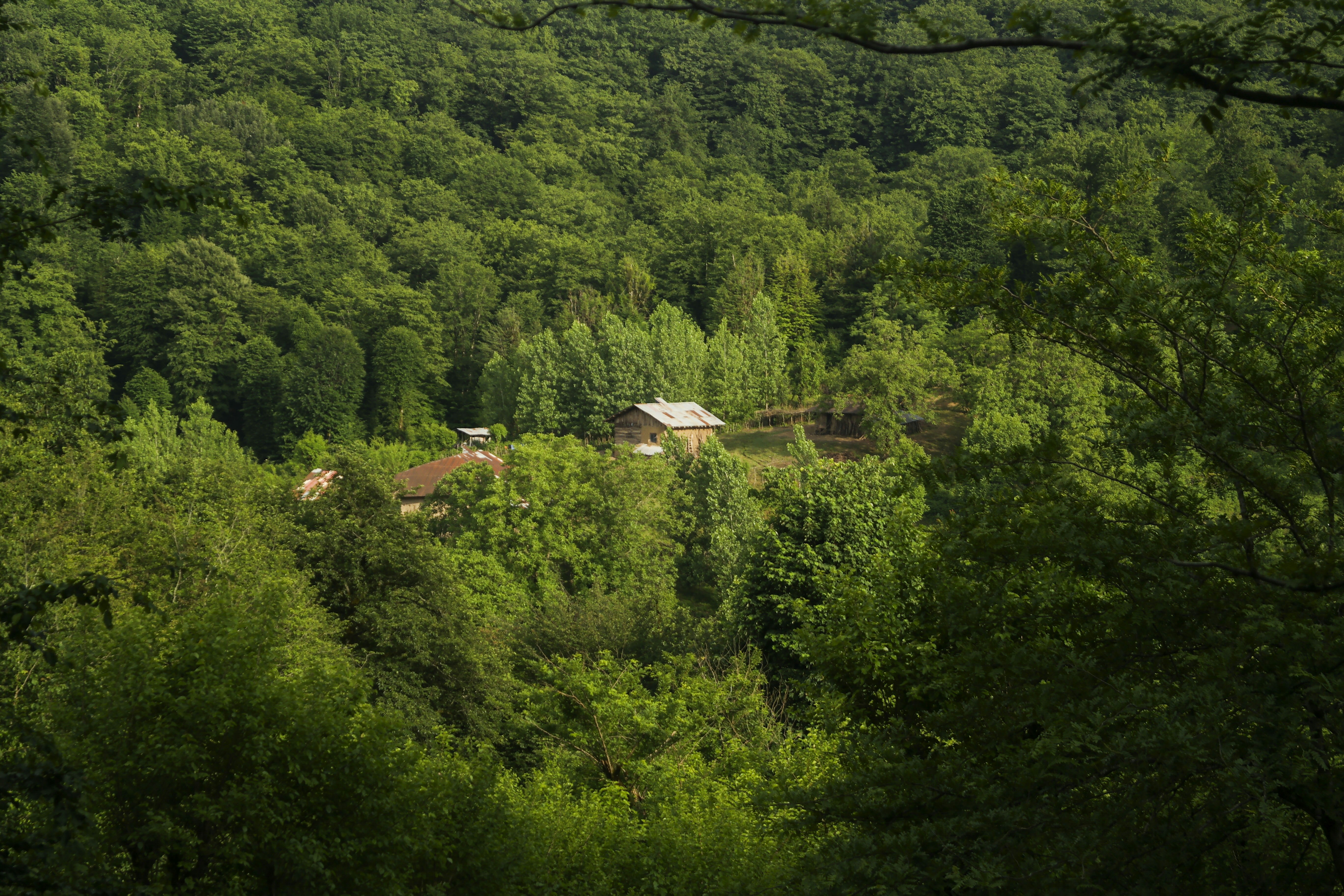 Lush green forest with scattered houses nestled among the trees under daylight.
