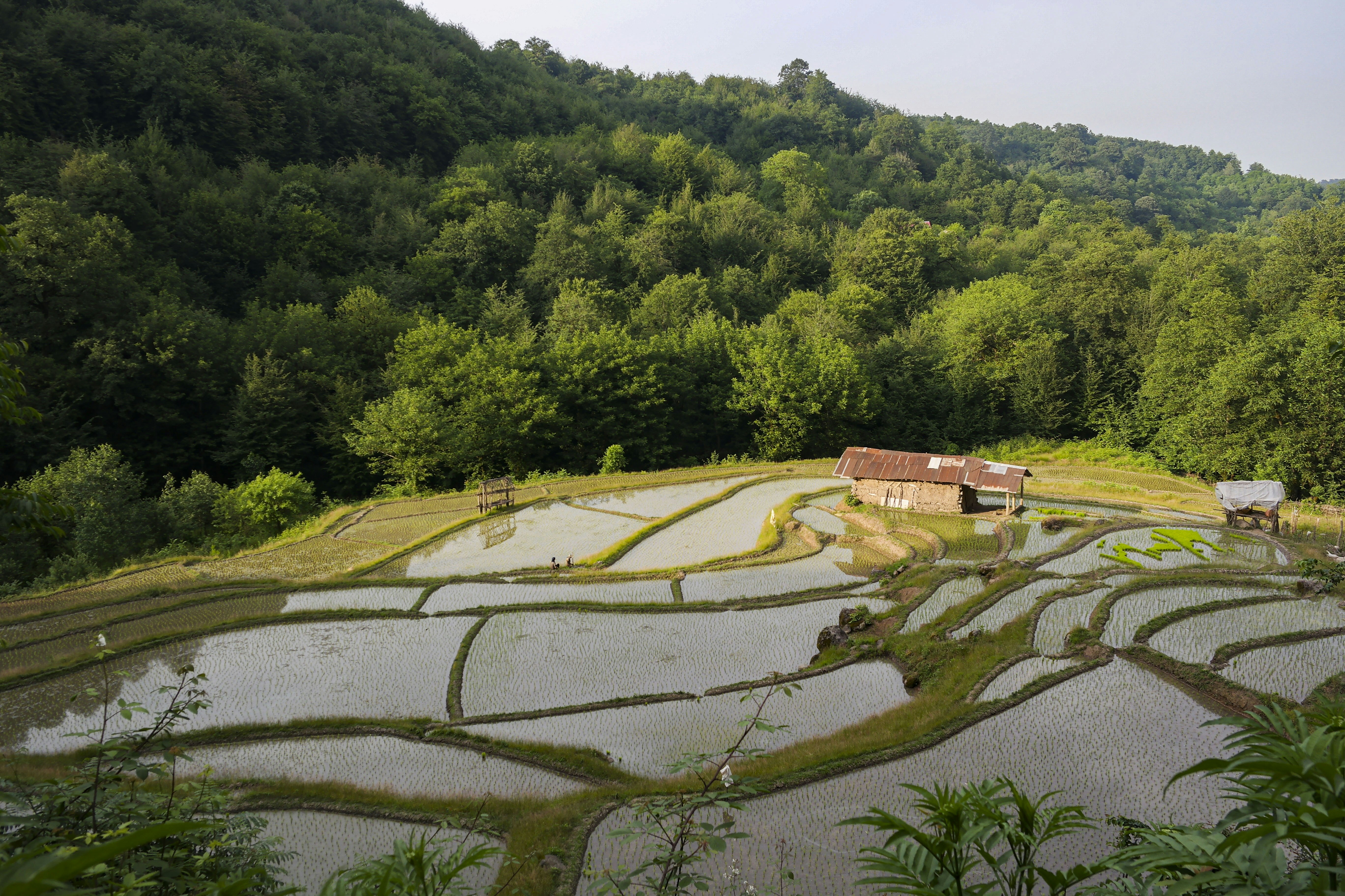 Lush green hills surround terraced rice paddies reflecting the sky in Guilan, Iran.
