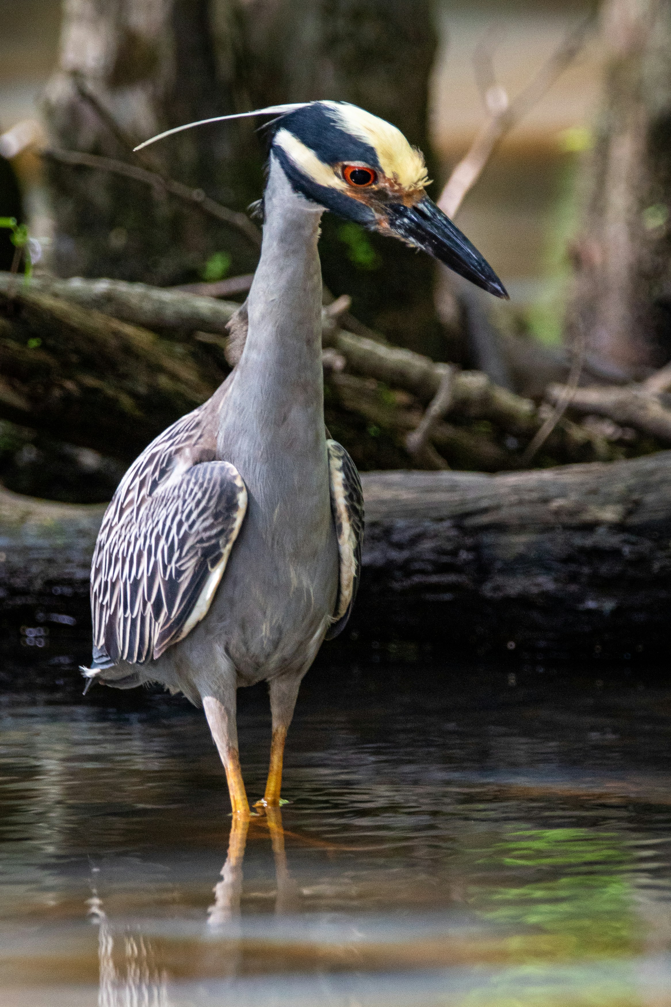 Crowned Sentinel by Driftwood: Yellow-Crowned Night Heron at Quiet Water