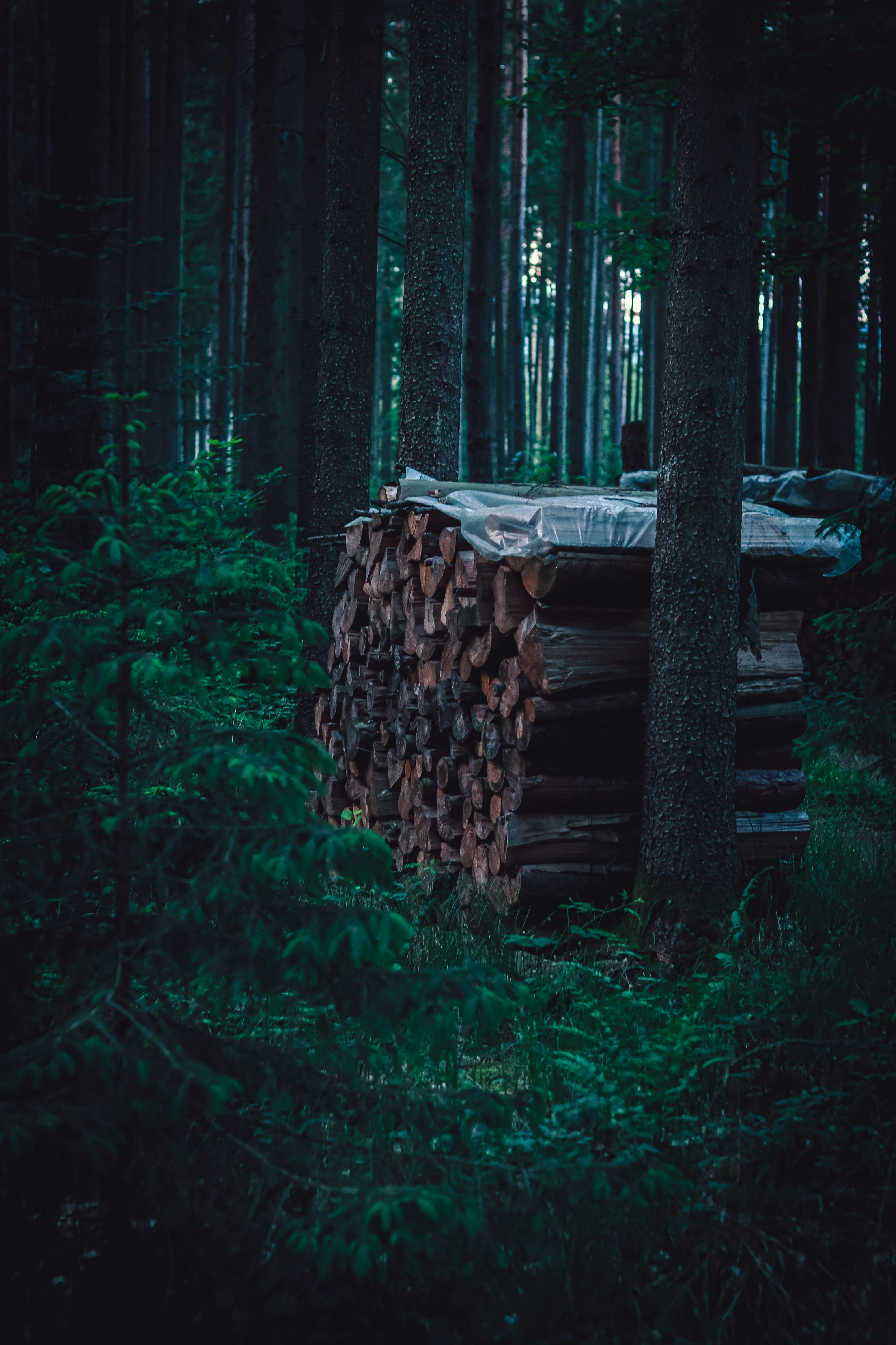 Stacked Logs under a Canopy: A Quiet Forest Keep