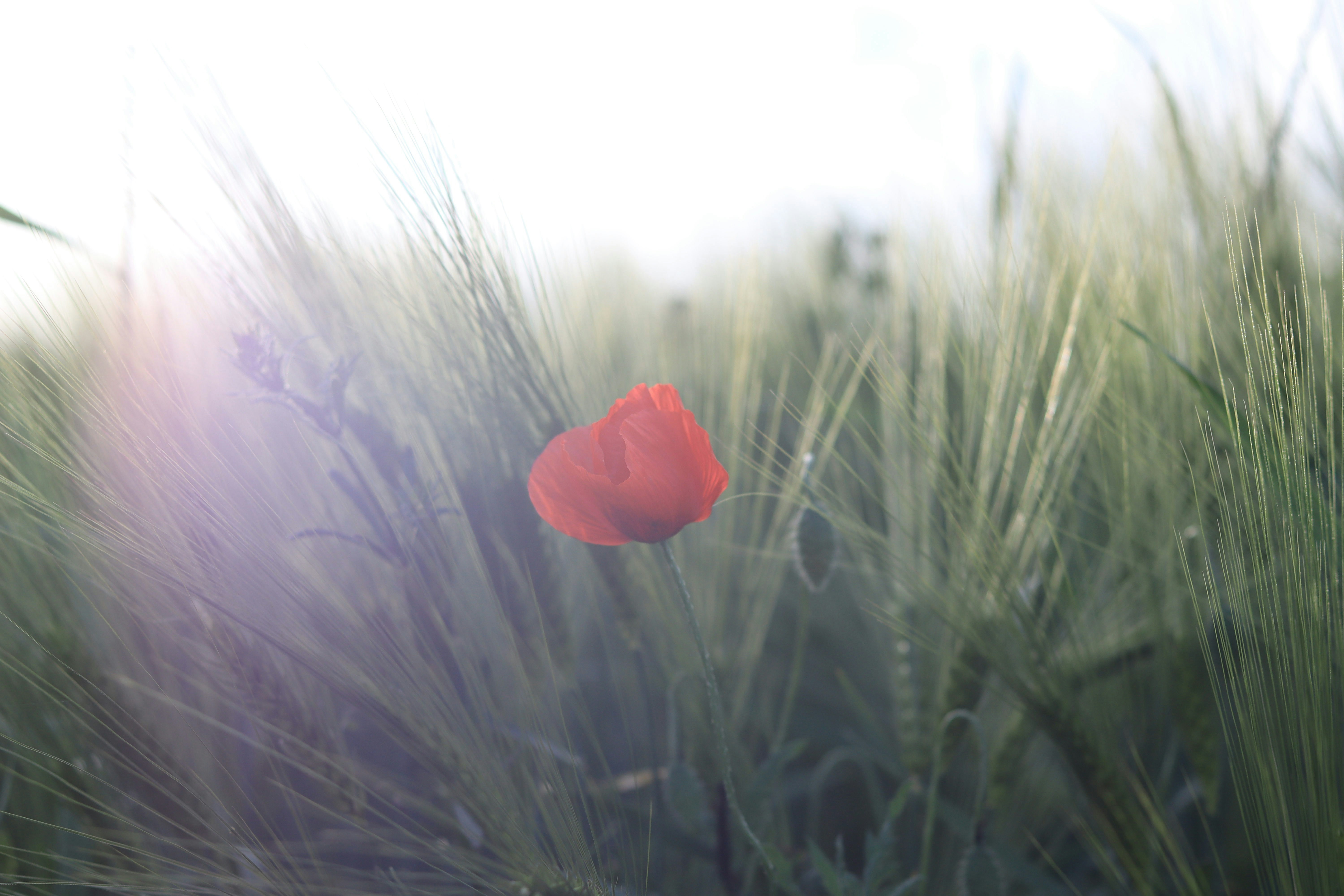 Red poppy amid sunlit wheat: a fleeting bloom in a sea of greens