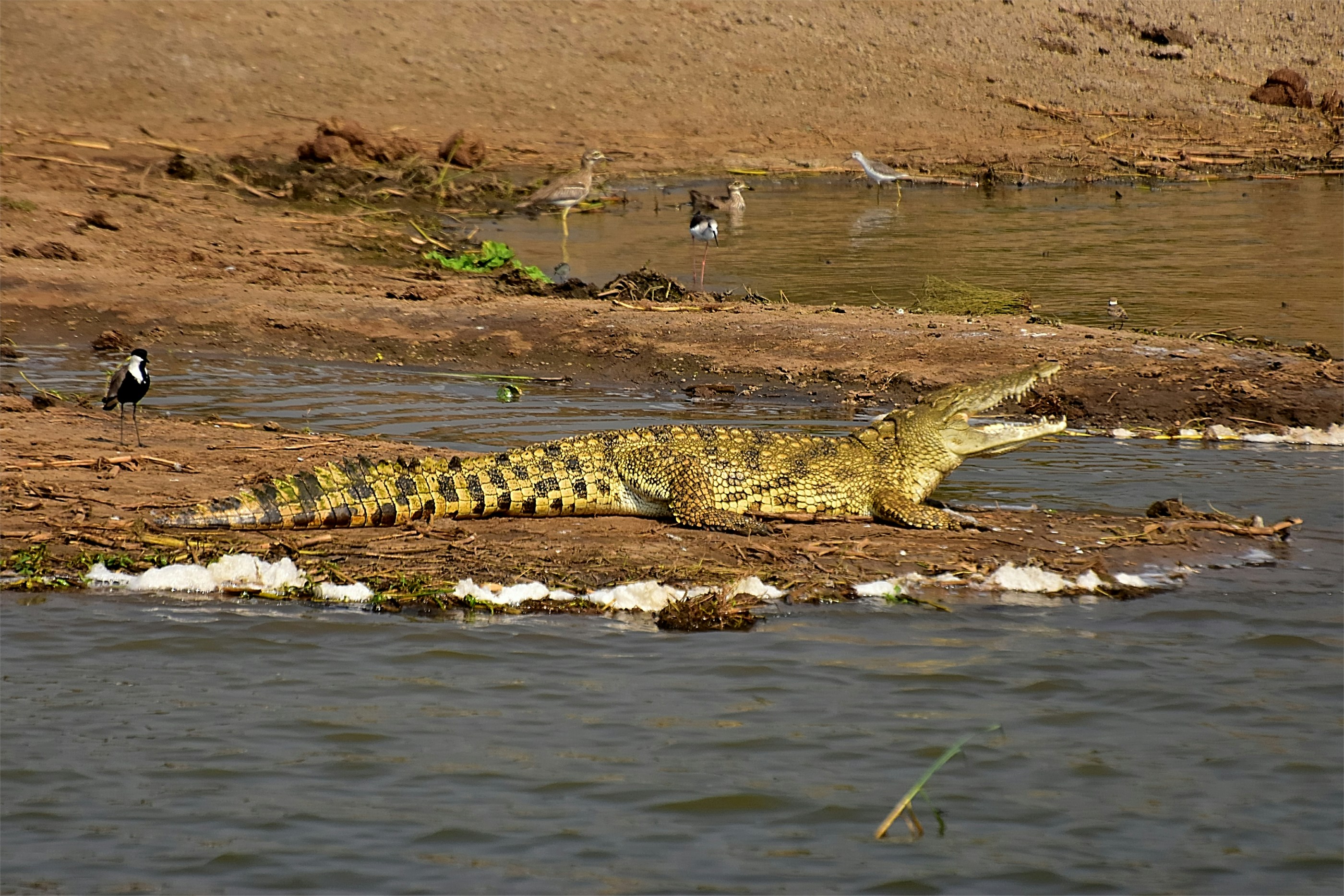 Low Tide Predator: Nile Crocodile Lording a Muddy Shallow Shore