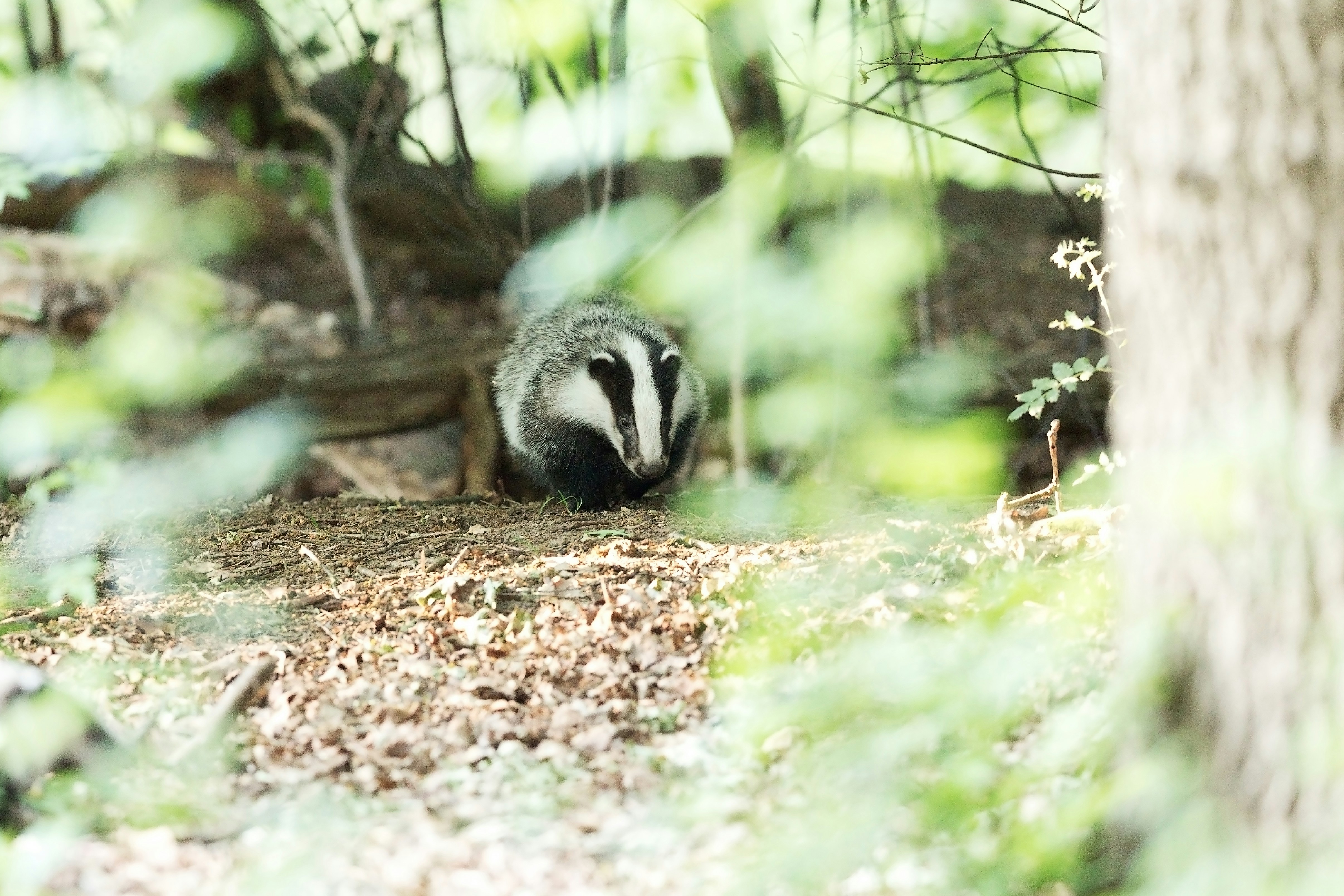 Badger