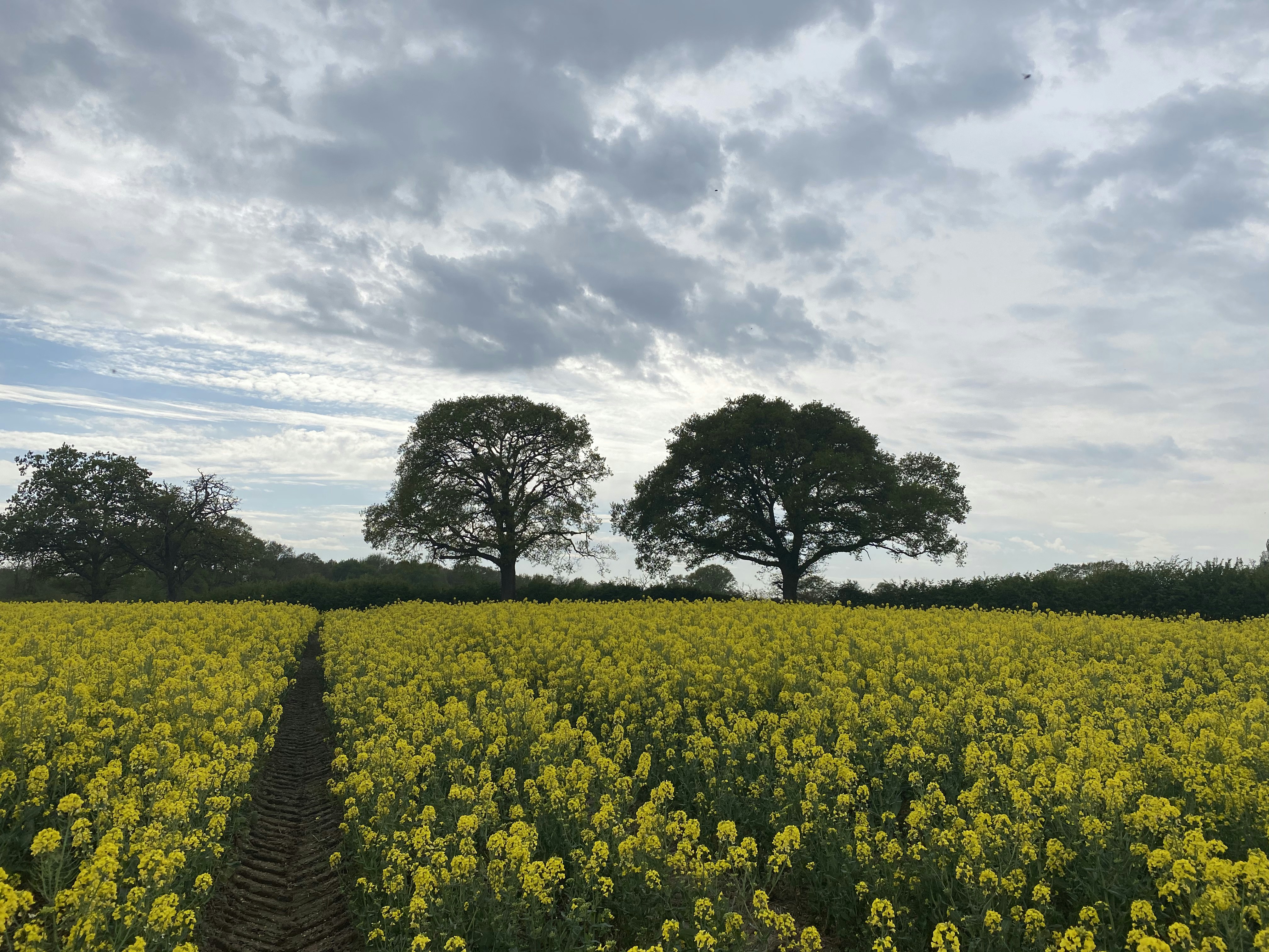 green tree on yellow flower field under cloudy sky during daytime