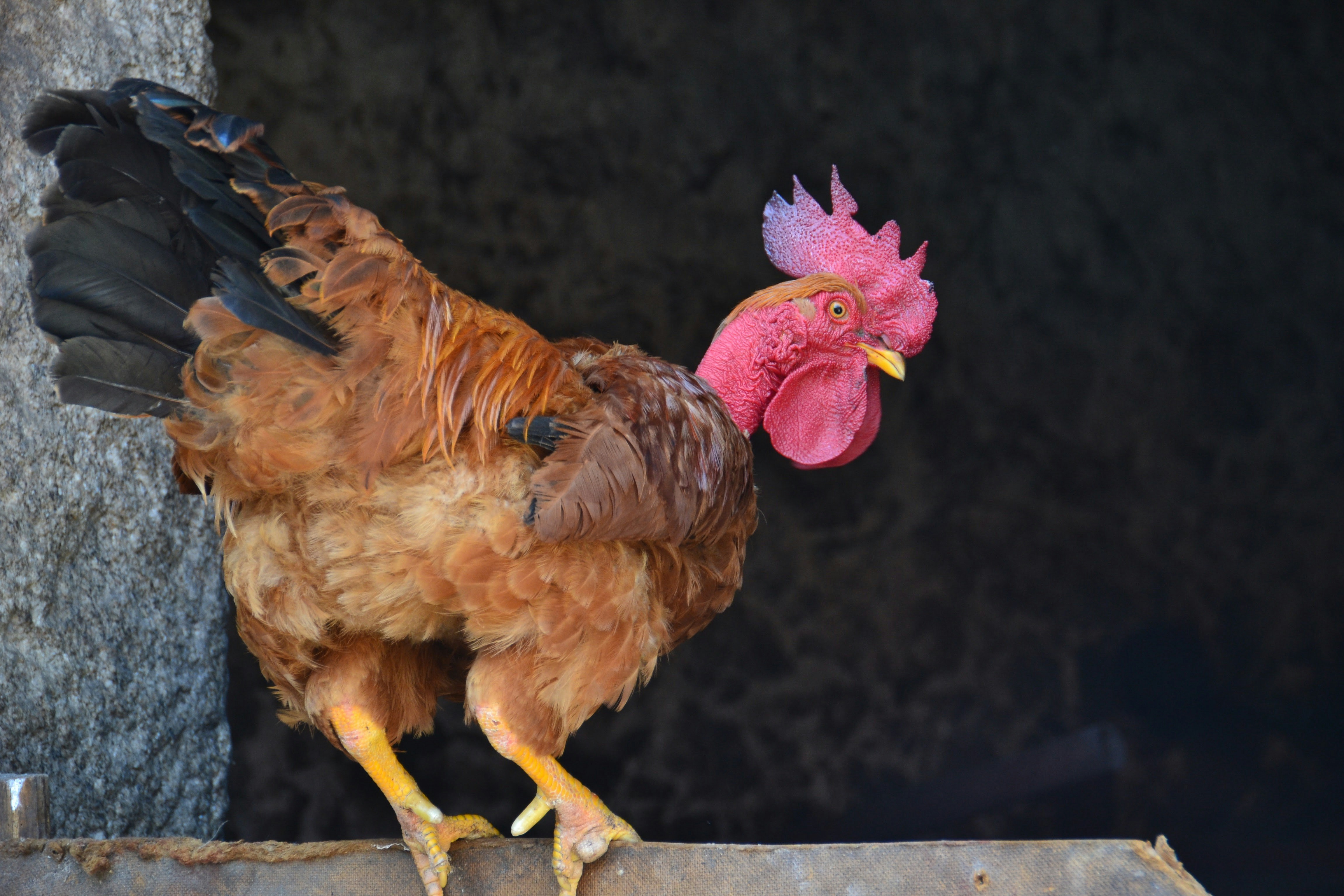 Chestnut Rooster on a Narrow Ledge Beneath Velvet Shadows