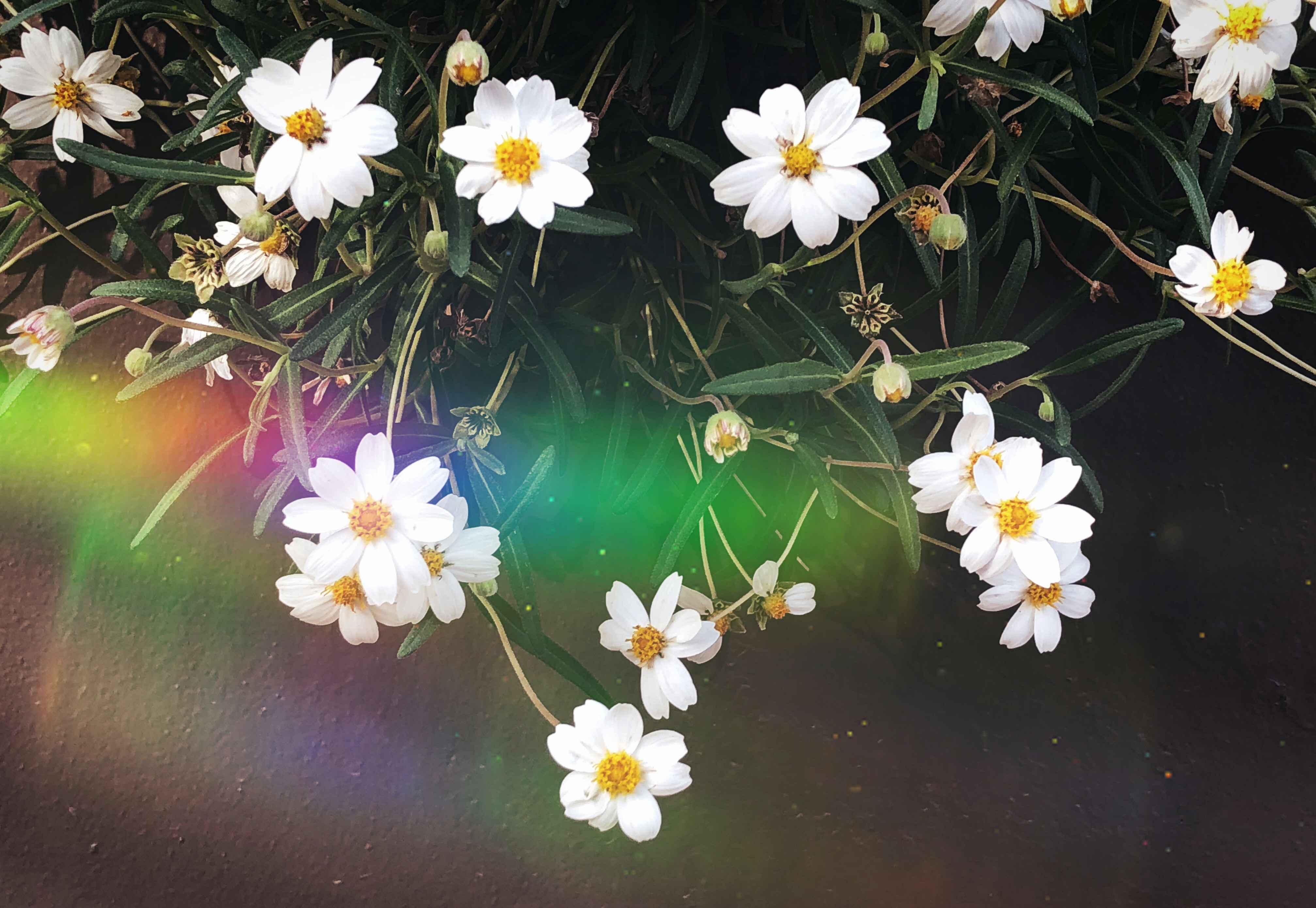 White daisies in a magic rainbow of lens flare