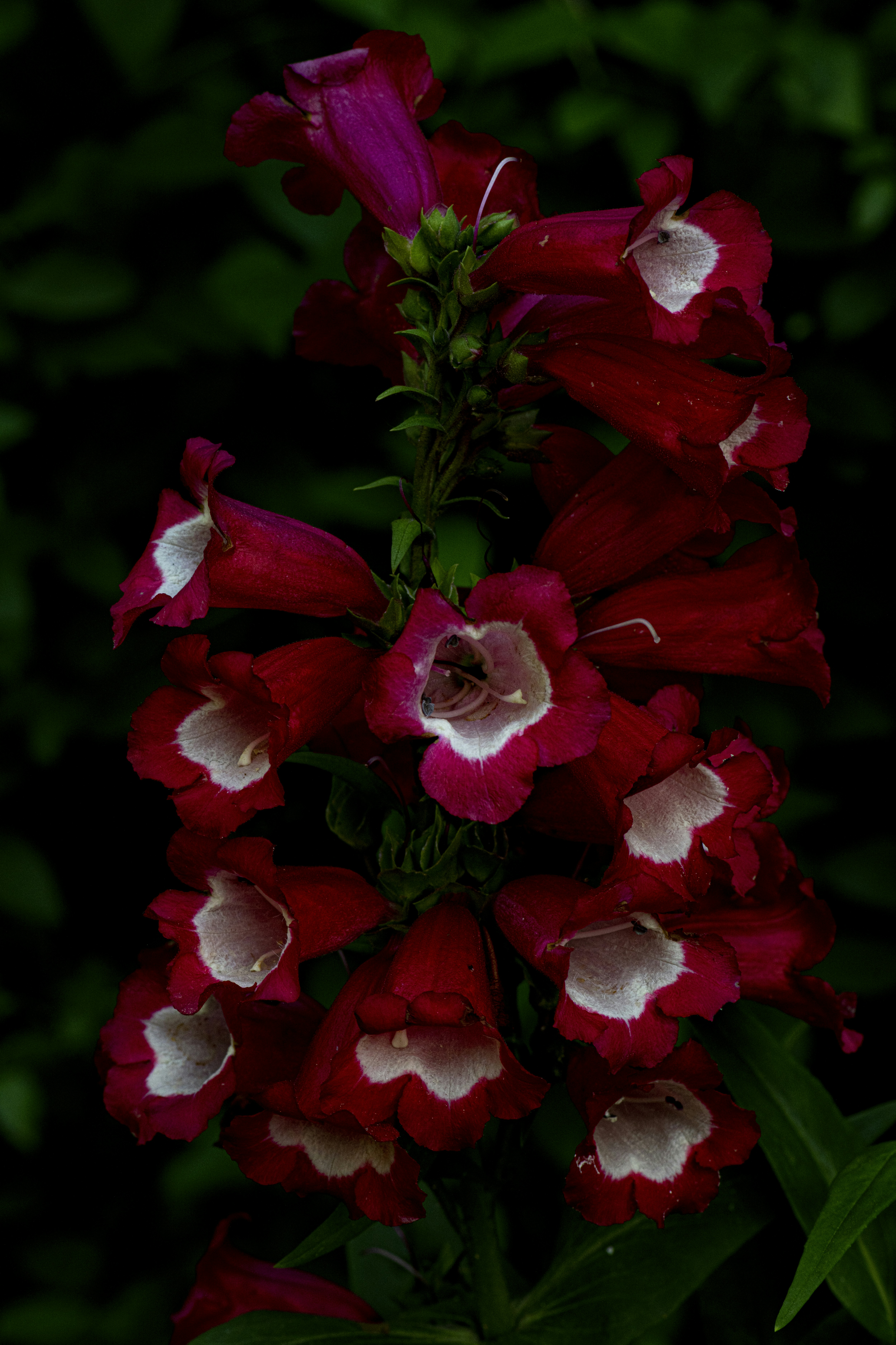 red and white flower in close up photography