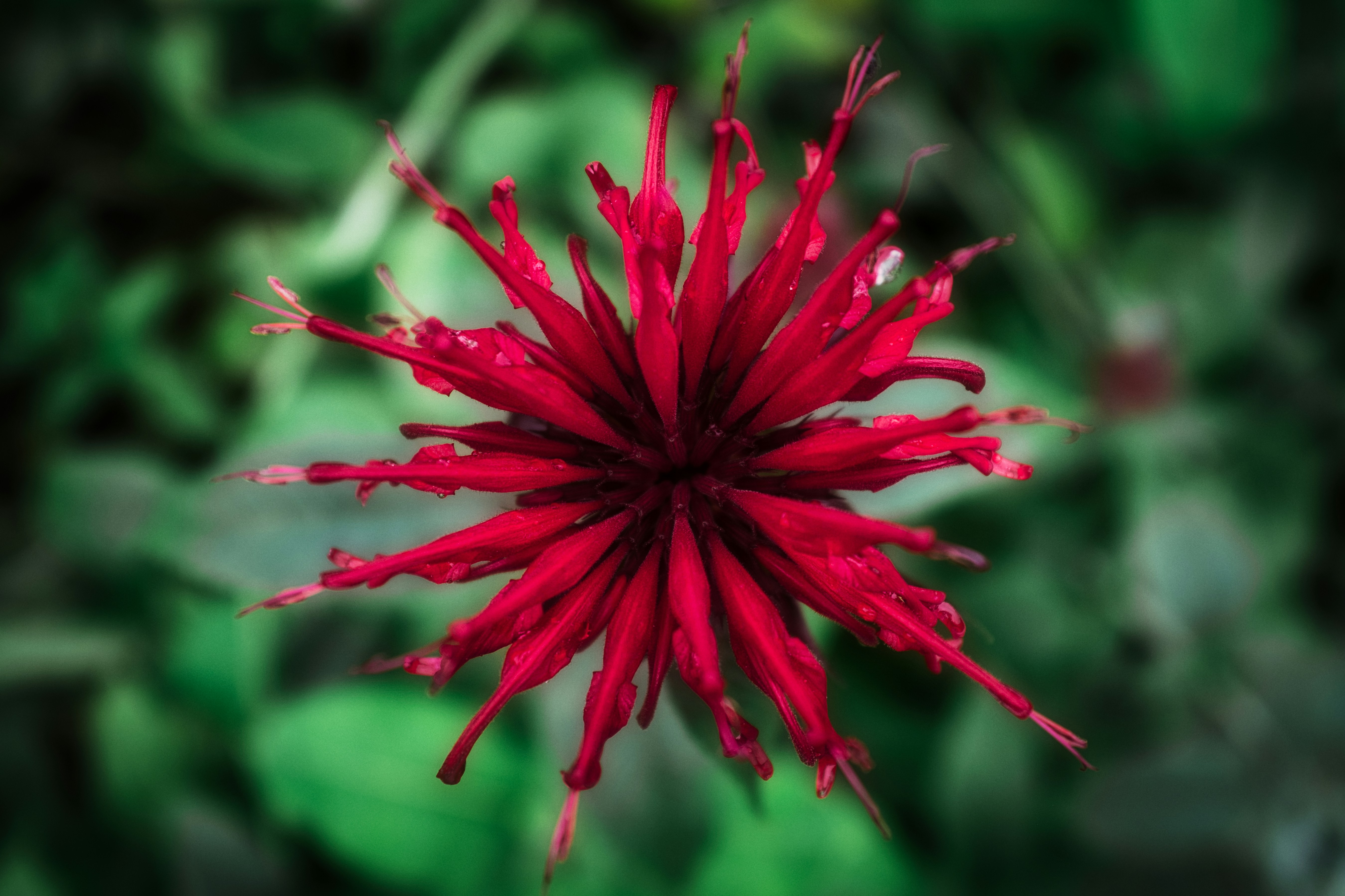 Vibrant red flower with elongated petals radiating outward, surrounded by lush green foliage. The intricate details highlight the beauty of natural forms.