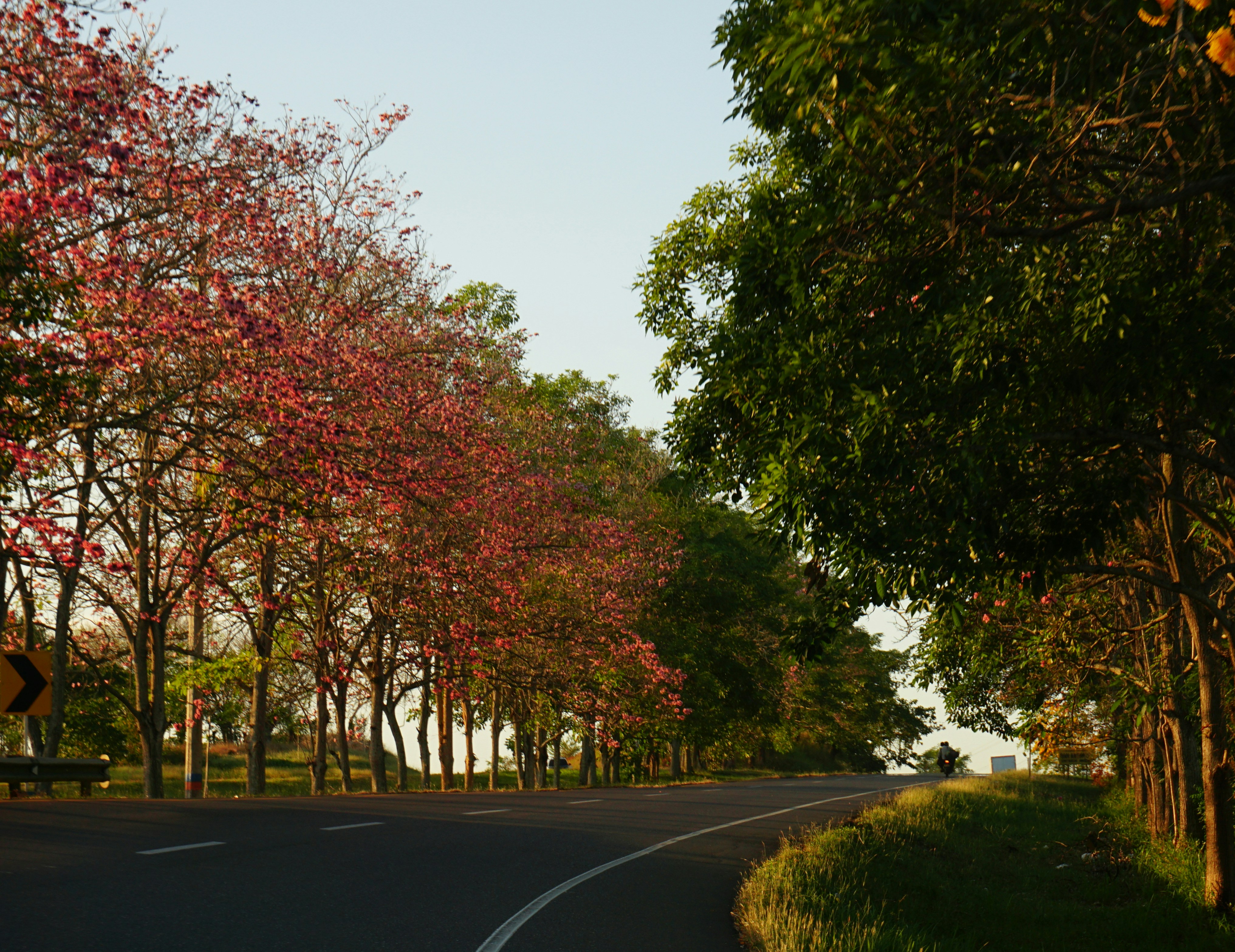 A picturesque road lined with blooming pink trees, creating a serene atmosphere in the early morning light.