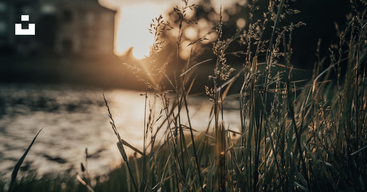 Green Grass Near Body Of Water During Sunset Photo Free Grass Image