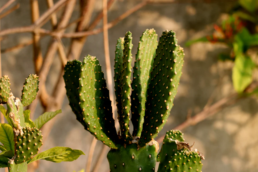 Green prickly pear cactus pads lit by warm sunlight, with blurred branches and foliage in the background.