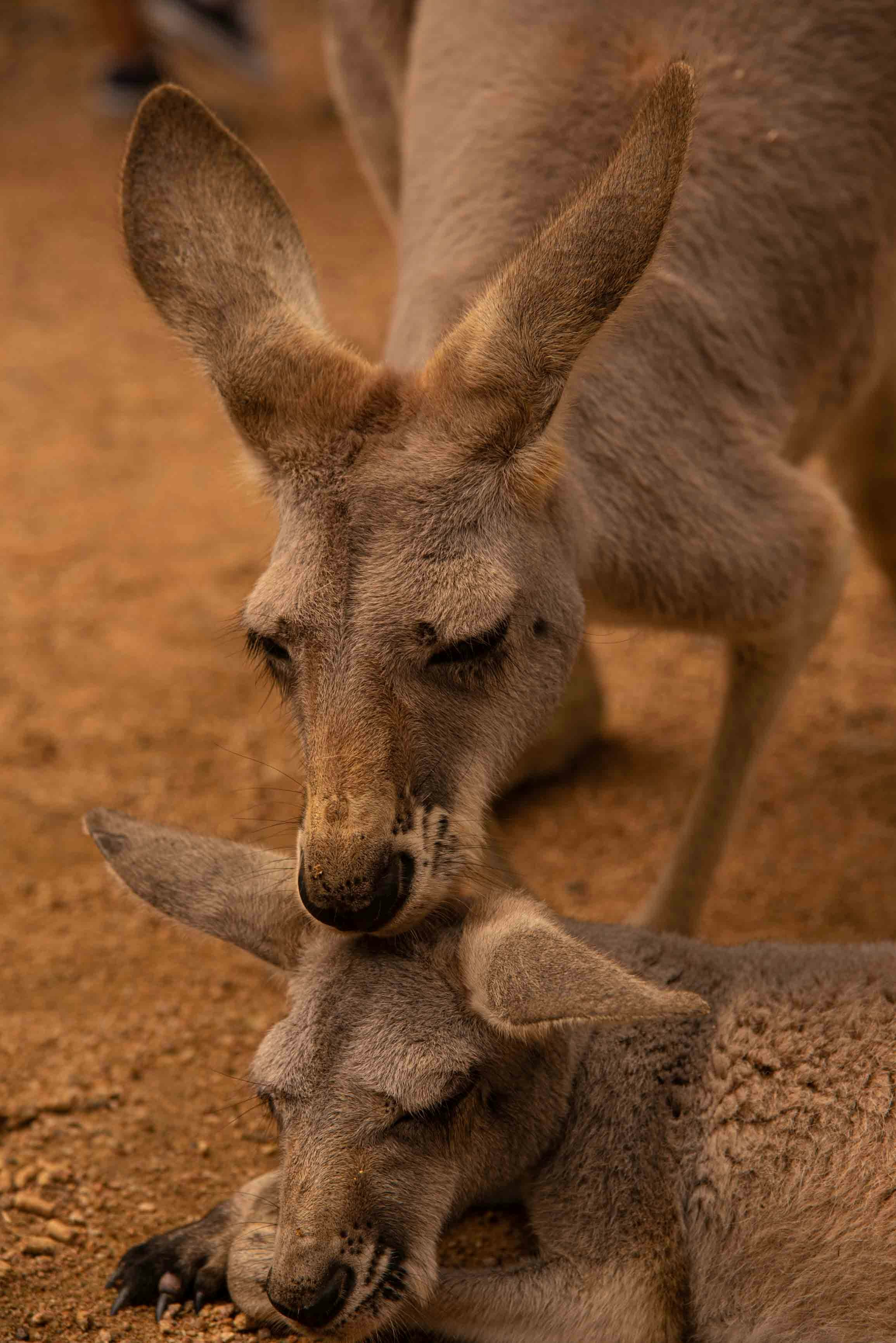 Dust and Nuzzles: A Quiet Moment Between Kangaroos