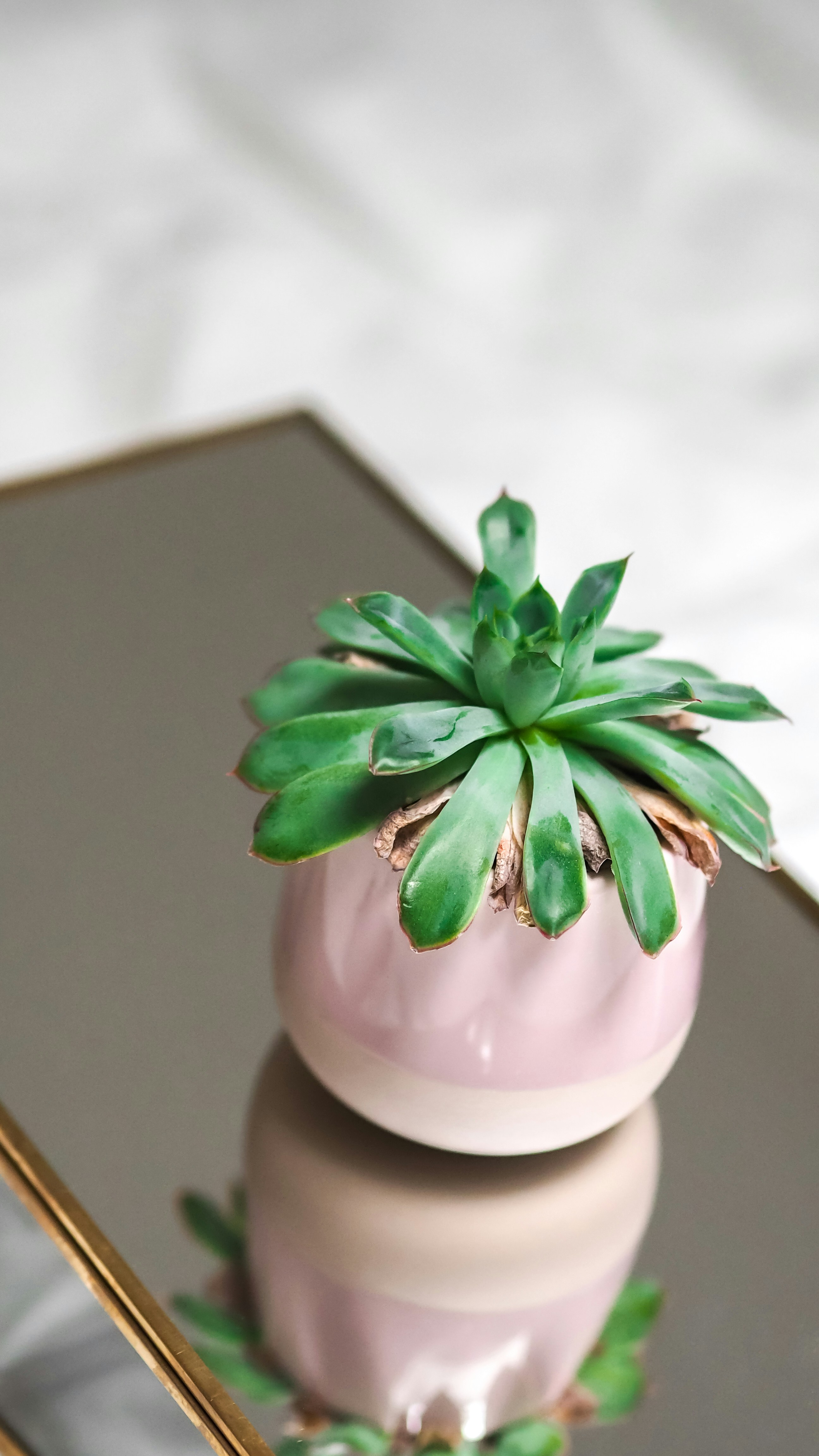 Succulent on a mirrored pedestal: a quiet study in symmetry and color