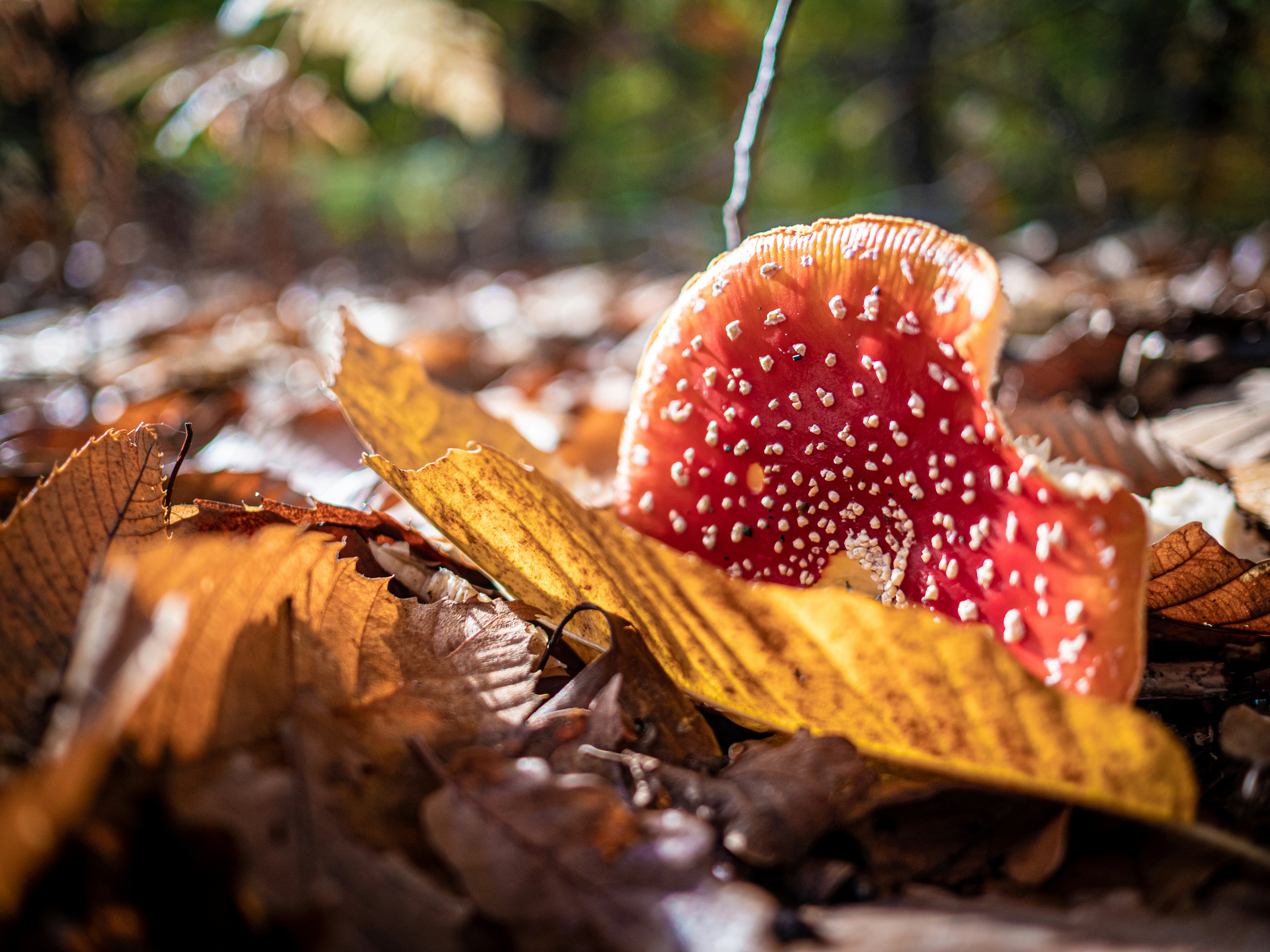 Scarlet Amanita Among Golden Fallen Leaves