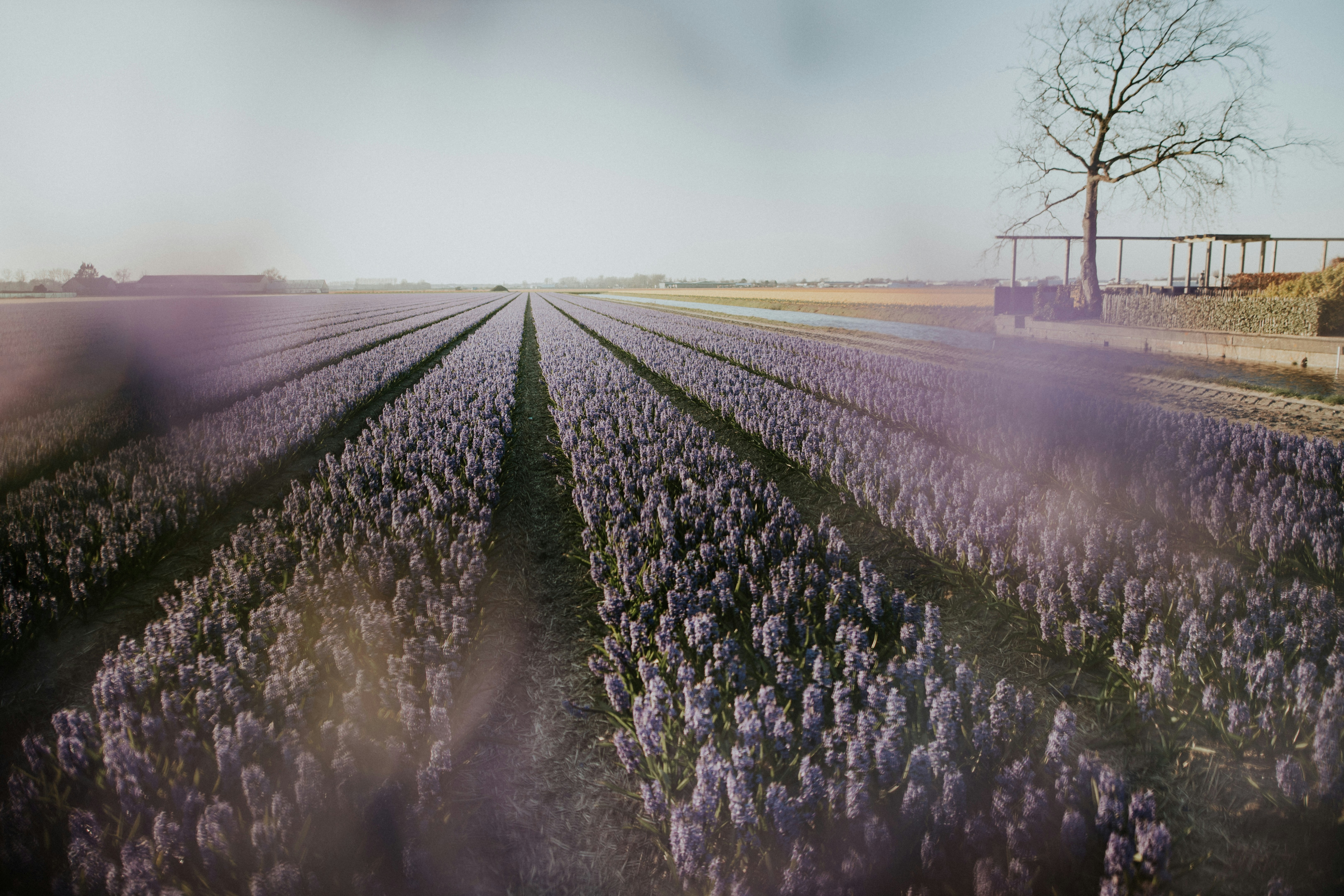 Expansive lavender field stretching towards the horizon, framed by a solitary tree and a clear sky. The rows of flowers create a rhythmic pattern across the landscape.