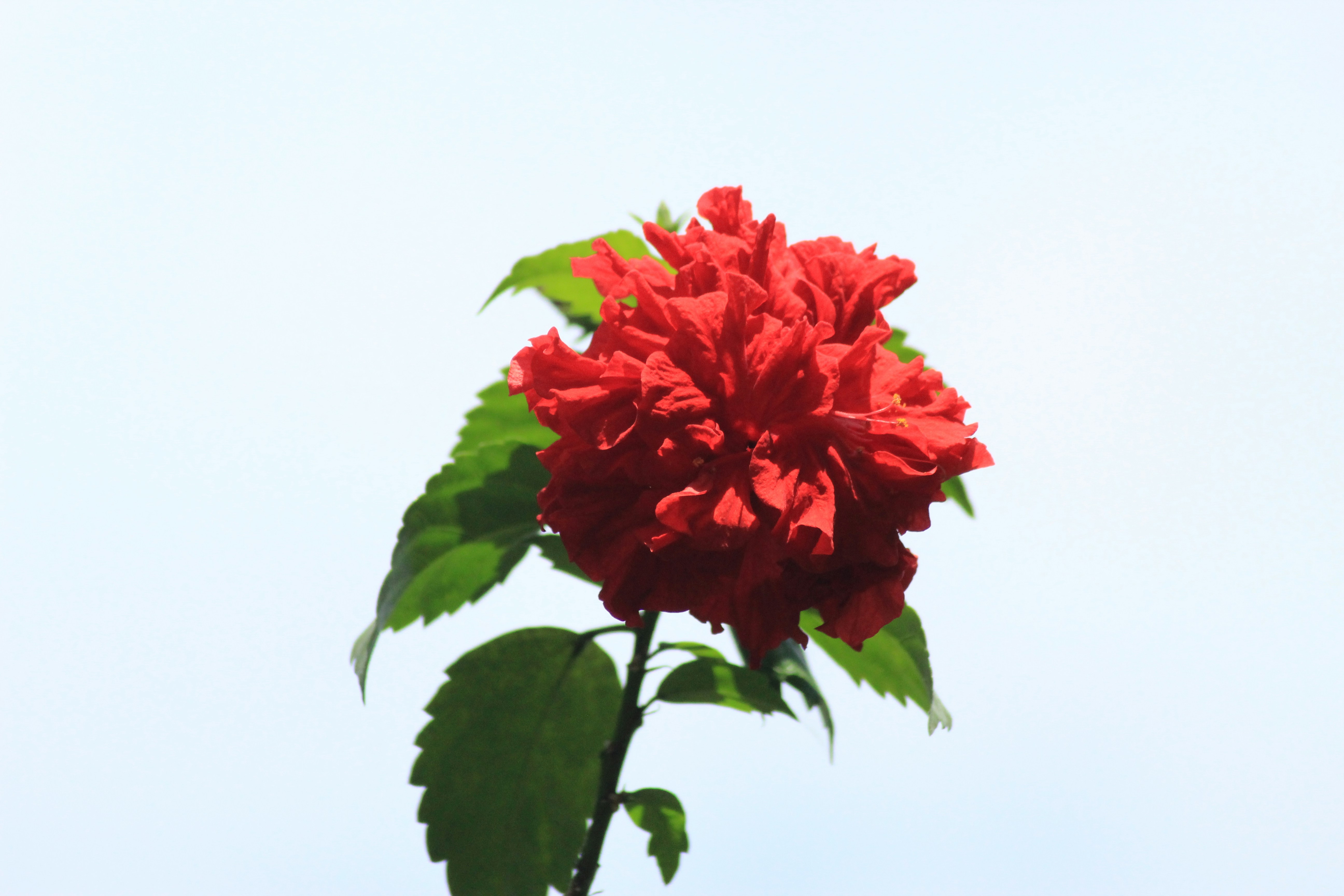 Crimson Hibiscus Reach Against a Pale Sky