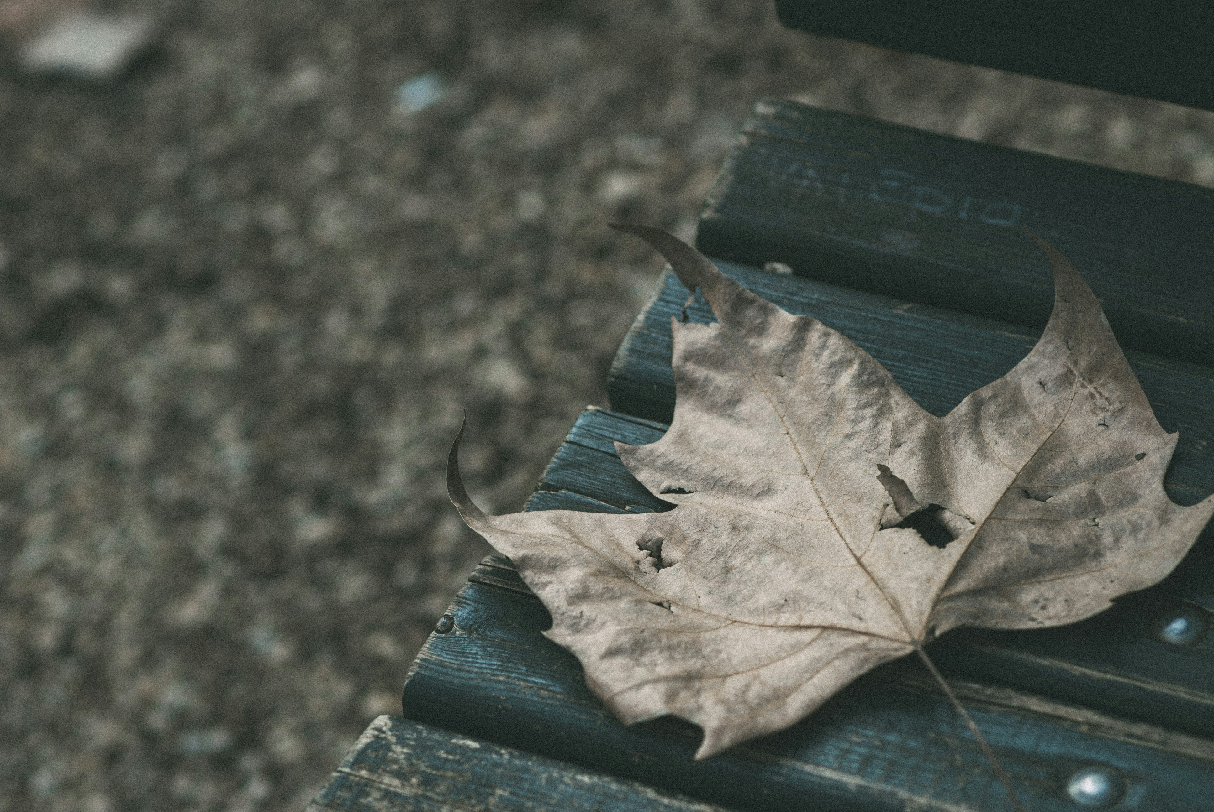A weathered maple leaf rests on a wooden bench, embodying the quiet transition of seasons. The intricate details of the leaf contrast with the textured surface beneath it.