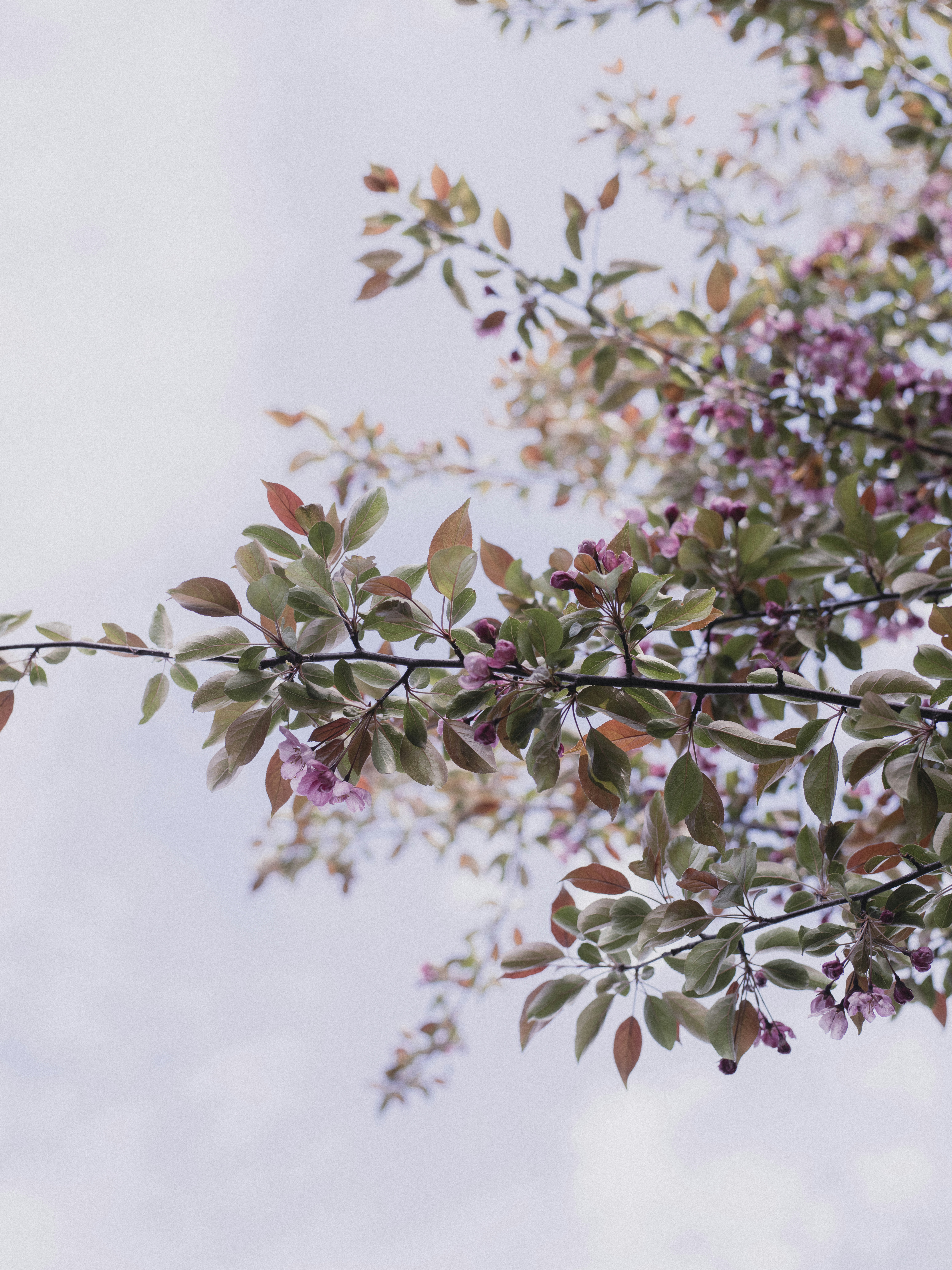 Delicate branches adorned with green leaves and pink blossoms stretch towards a soft, cloudy sky.