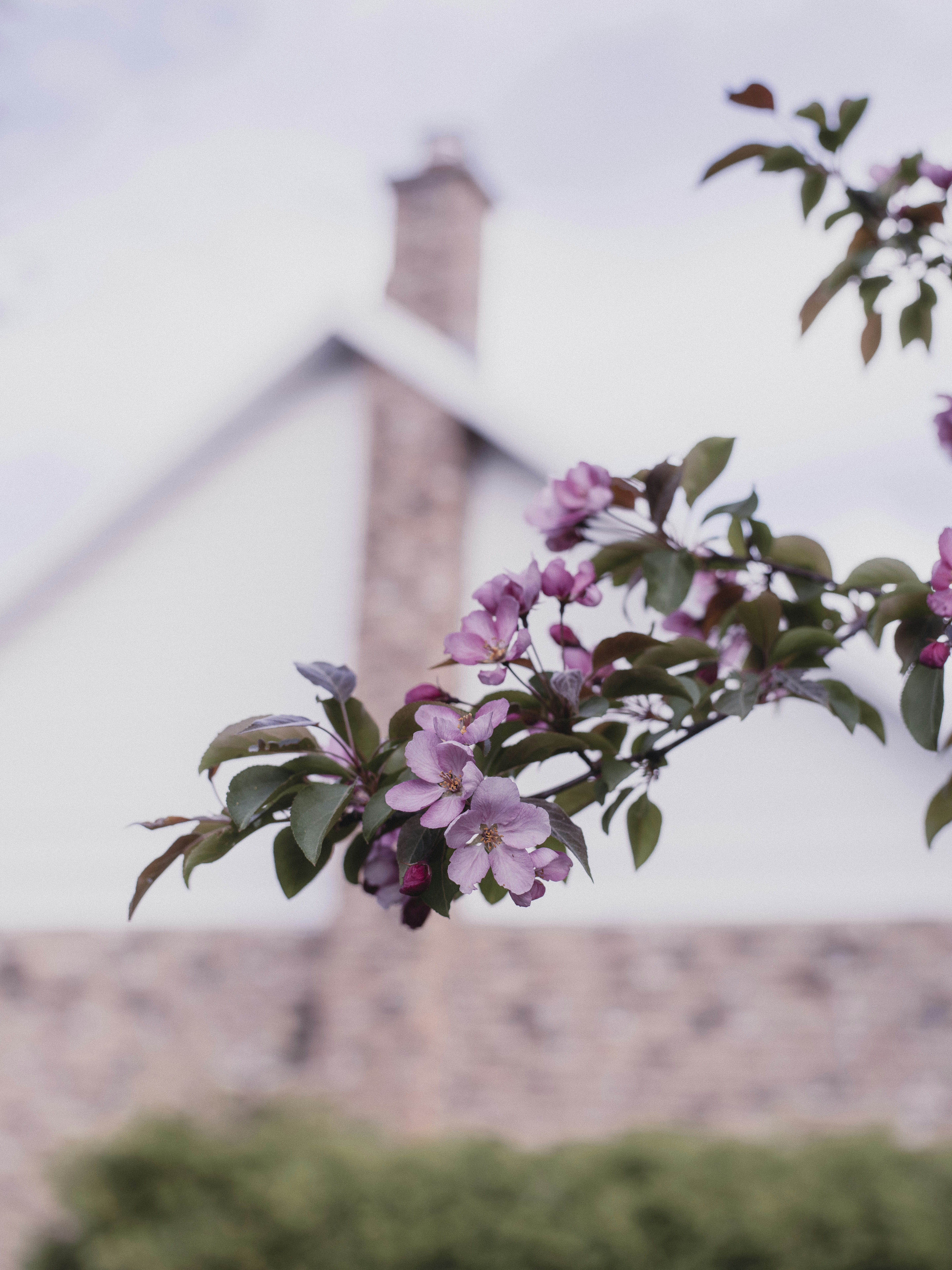 Blossoms in Focus: Soft Pink Bloom Framing a Quiet Roofline