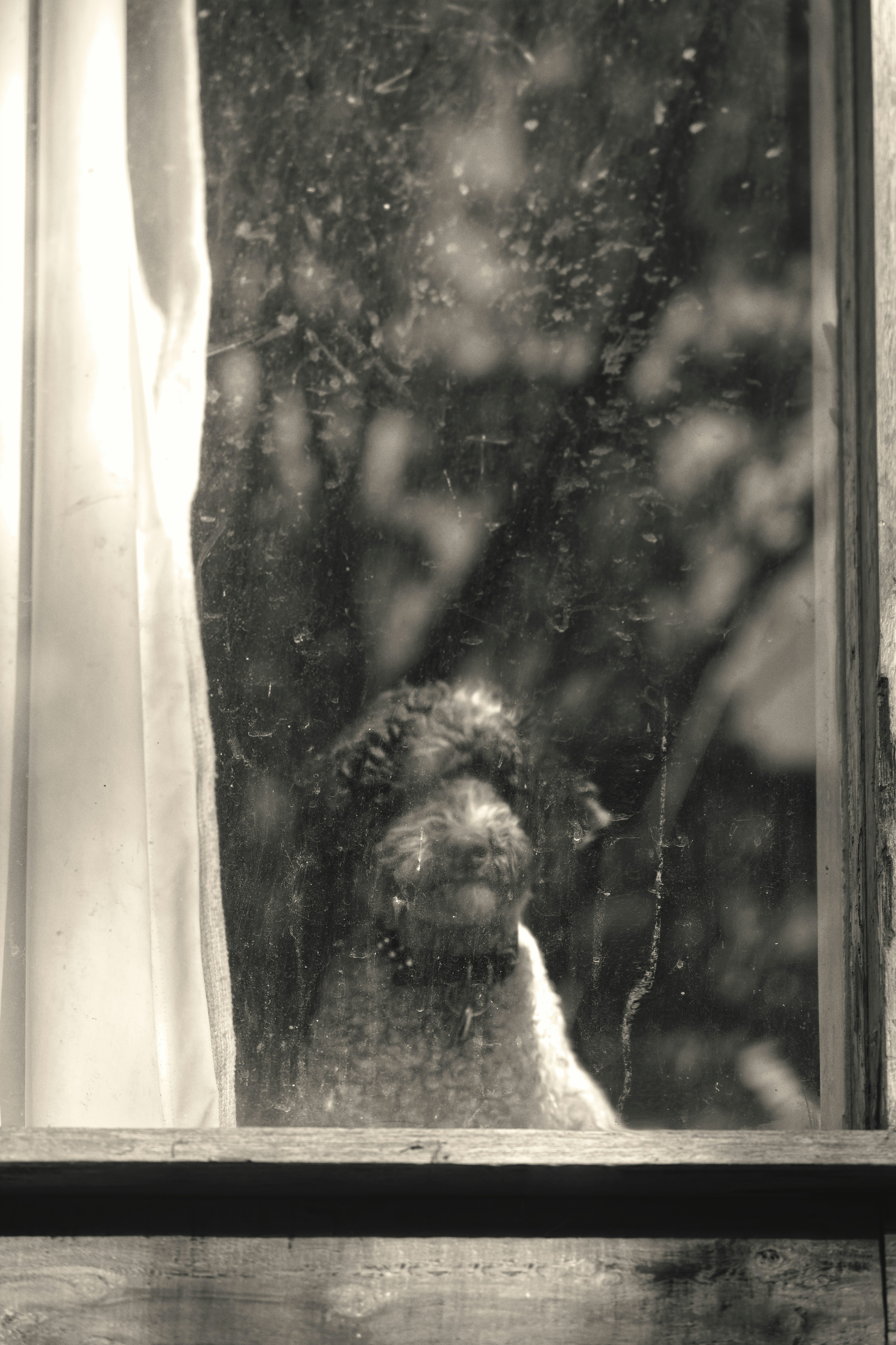 A Ghost at the Window: A Dim Portrait Behind the Pane