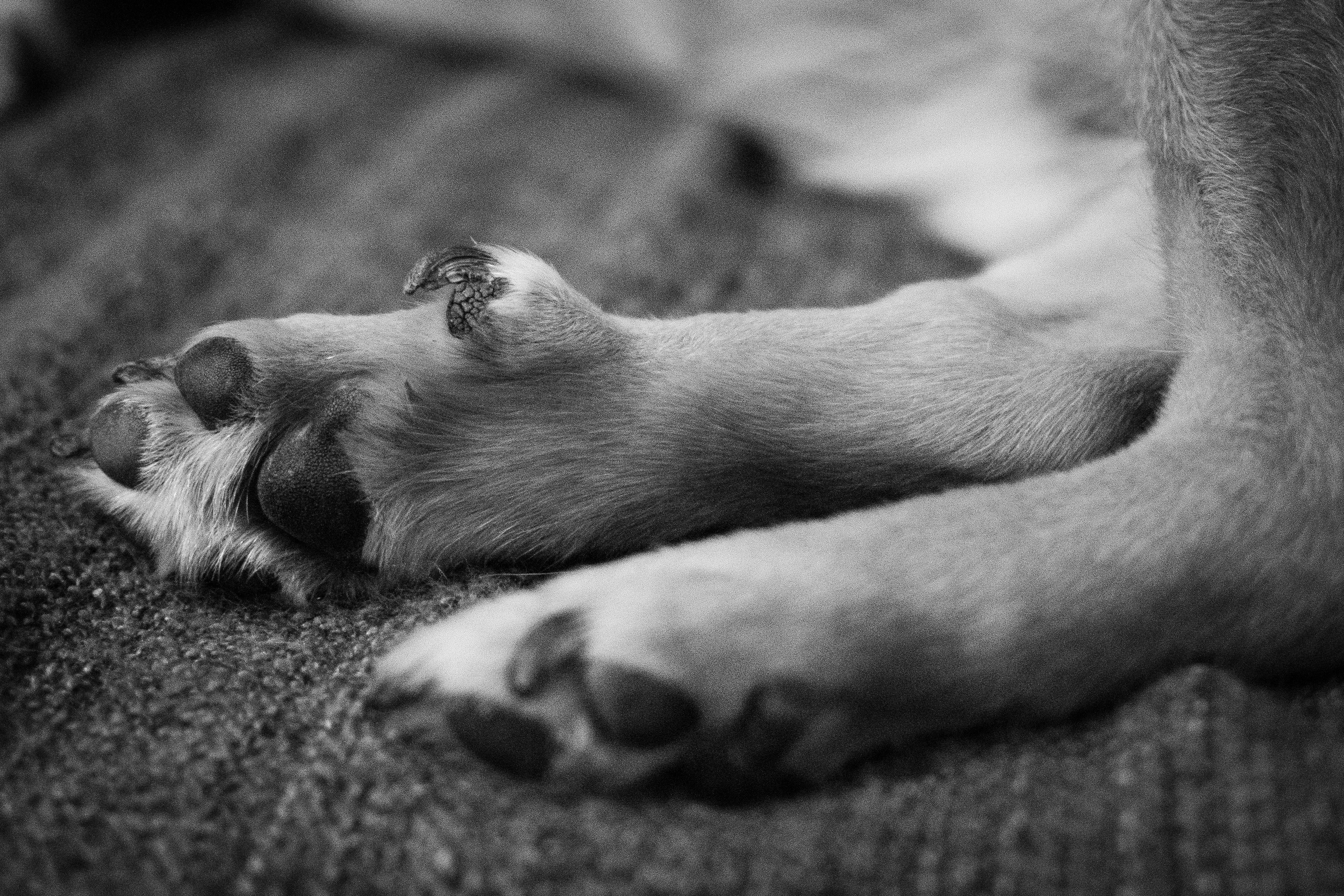 Close-up of a dog's paws resting on a textured surface, showcasing the details of its fur and claws.