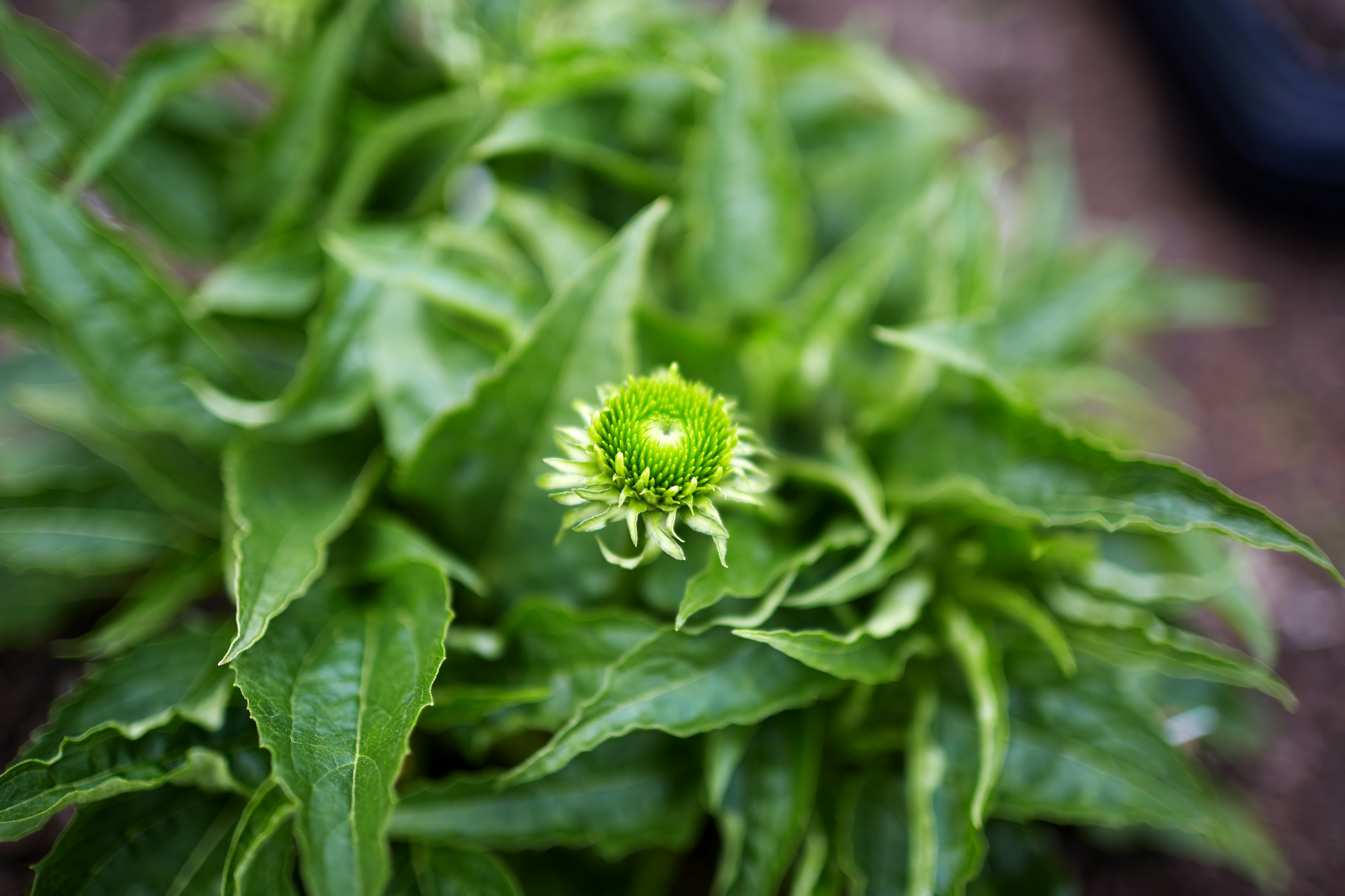 Green flower bud in close up photography photo – Free Green Image on ...