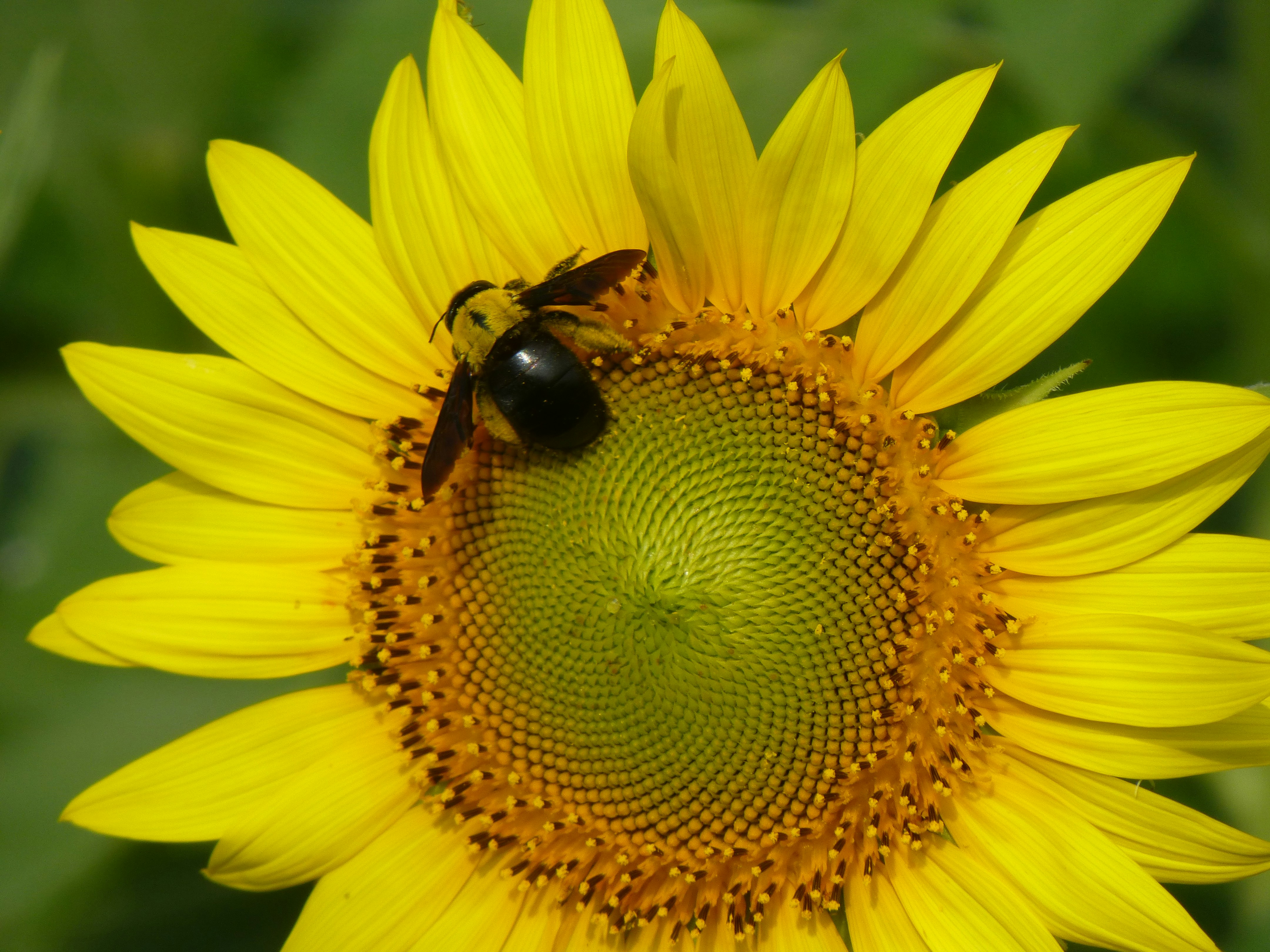 A bee diligently collecting pollen from the intricate center of a vibrant sunflower. The rich yellow petals create a striking contrast against the green background.