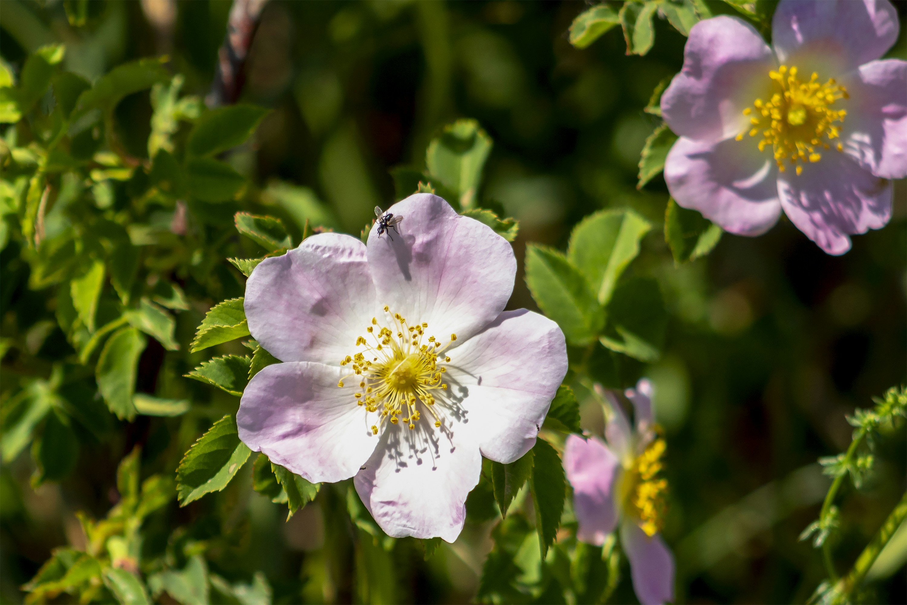 Wild Rose Pictures | Download Free Images on Unsplash