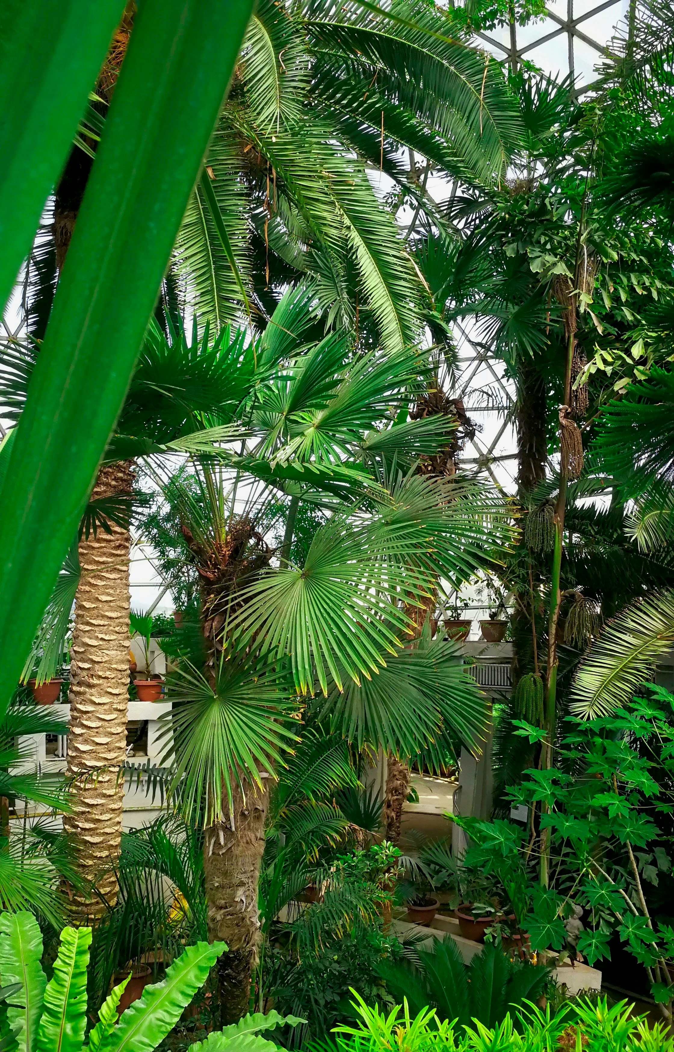 Vibrant array of palm trees and tropical plants thriving in a greenhouse setting, showcasing rich greenery and intricate textures.